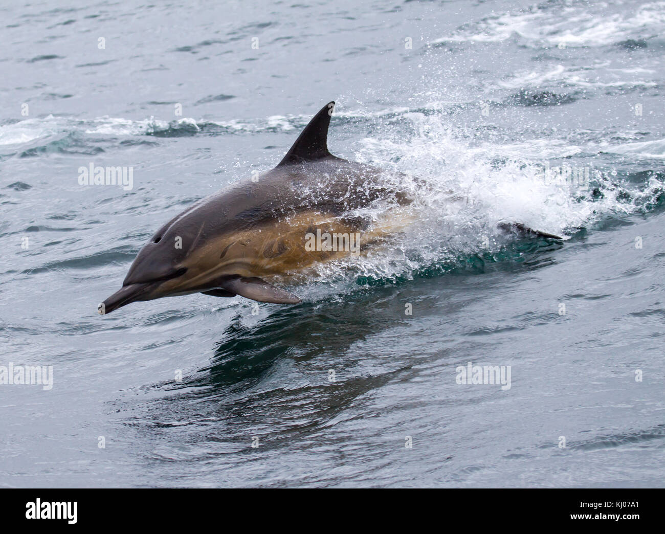 Common Dolphins from a trip out of Portree Harbour Stock Photo - Alamy