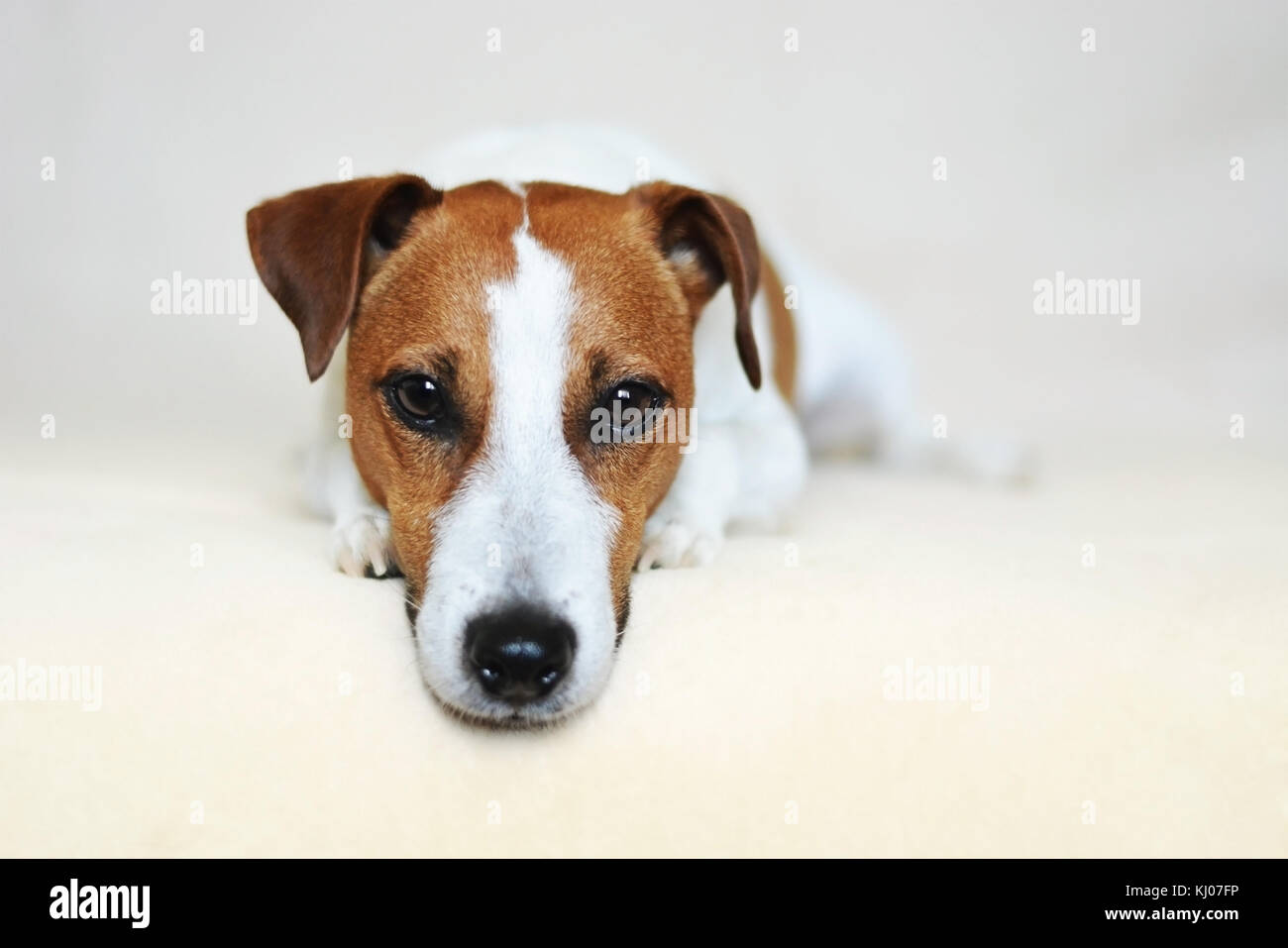 Jack Russell Terrier lying down and looking at the camera with puppy ...