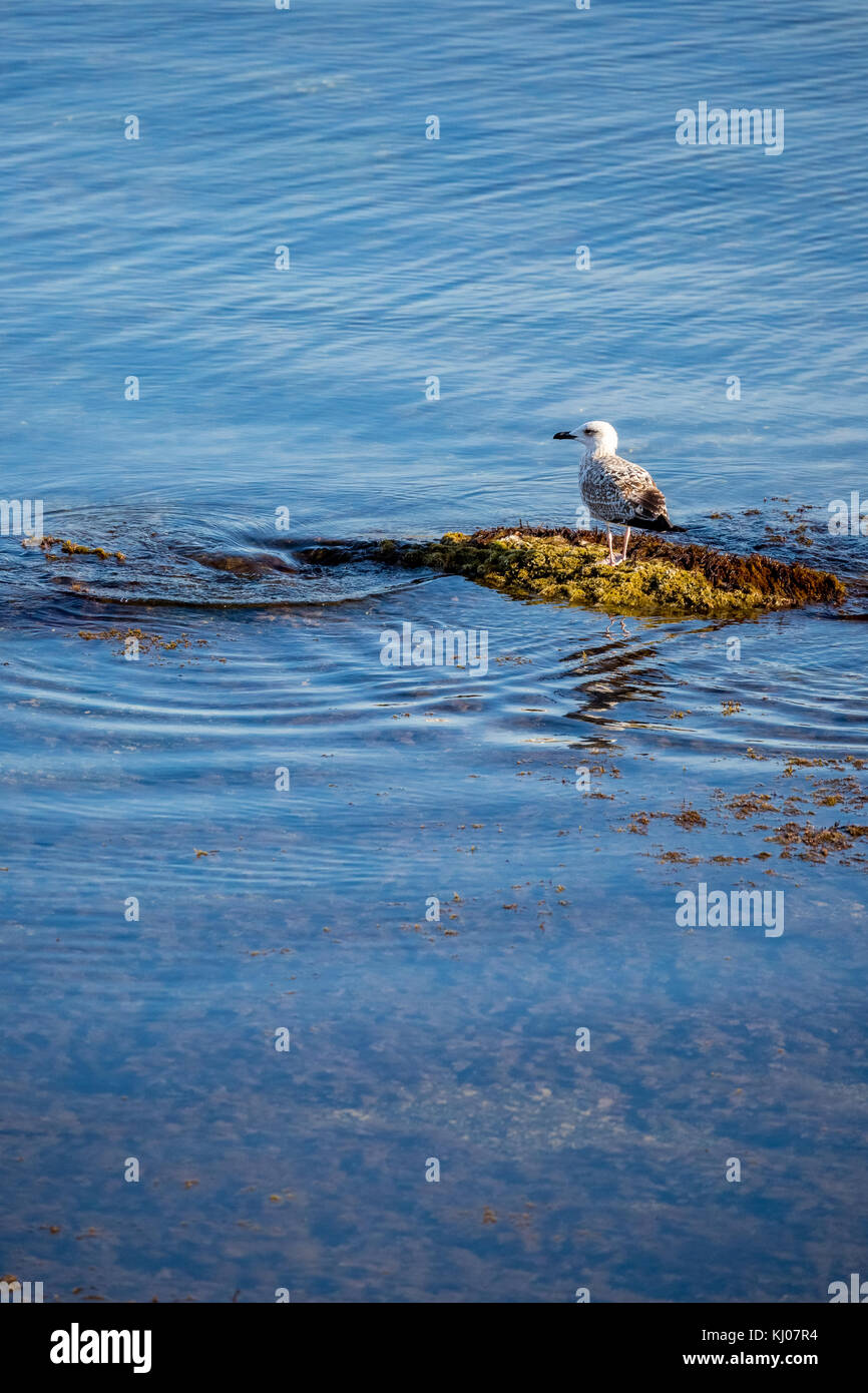 Seagull is resting on a sea rock surrounded by blue water Stock Photo ...