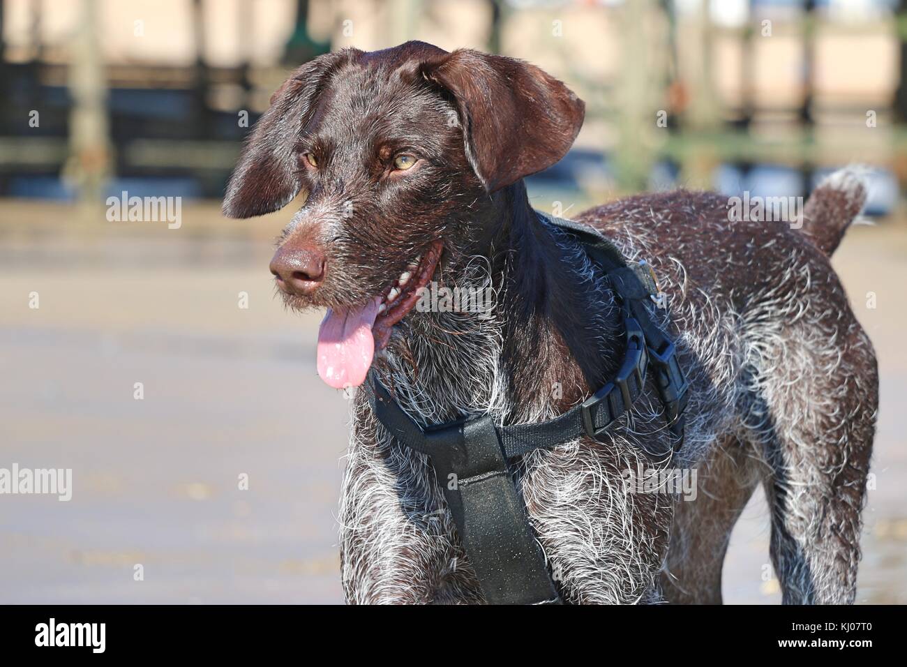 Wire Haired Pointer Stock Photo - Alamy