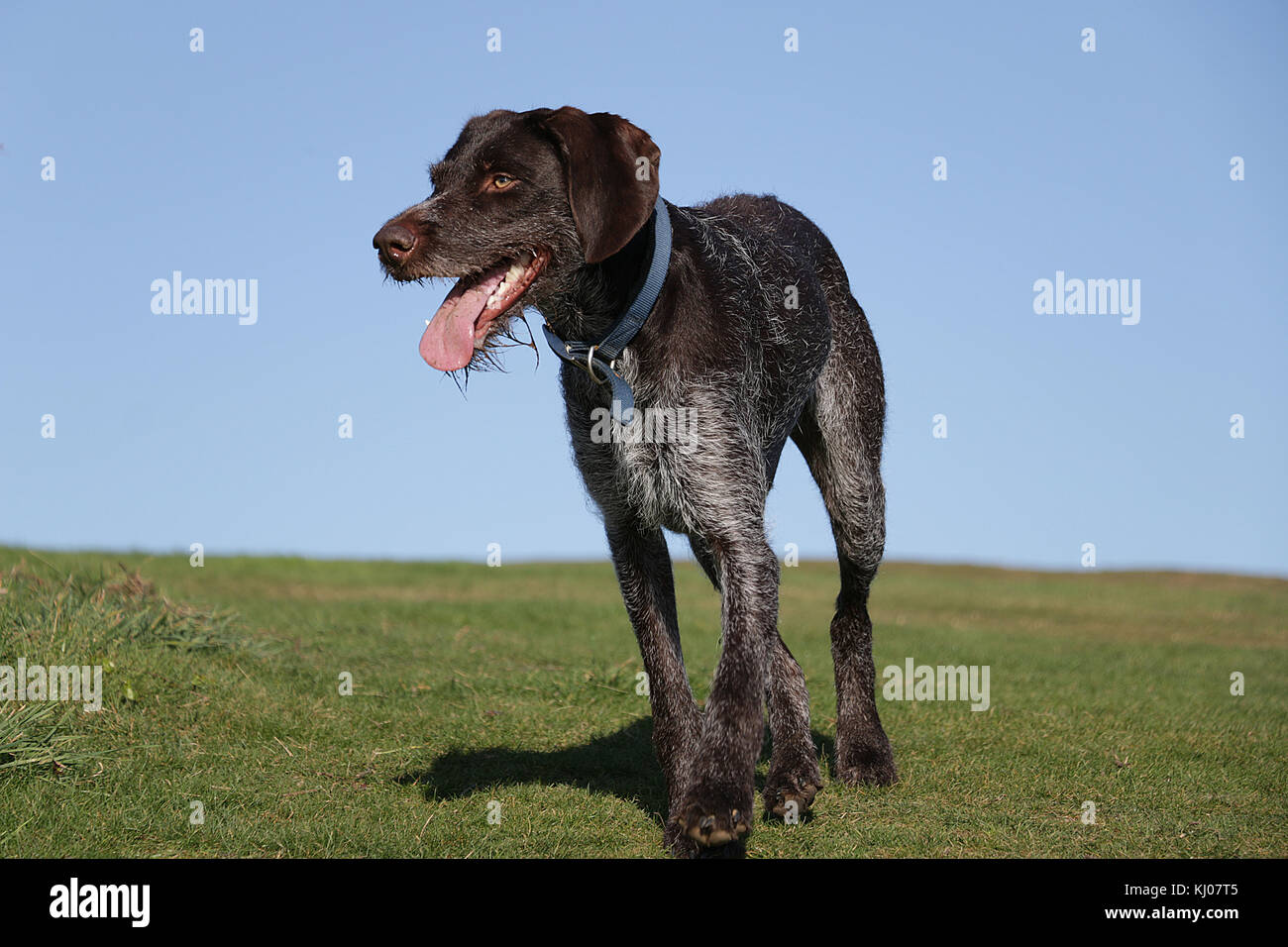Wire Haired Pointer Stock Photo - Alamy