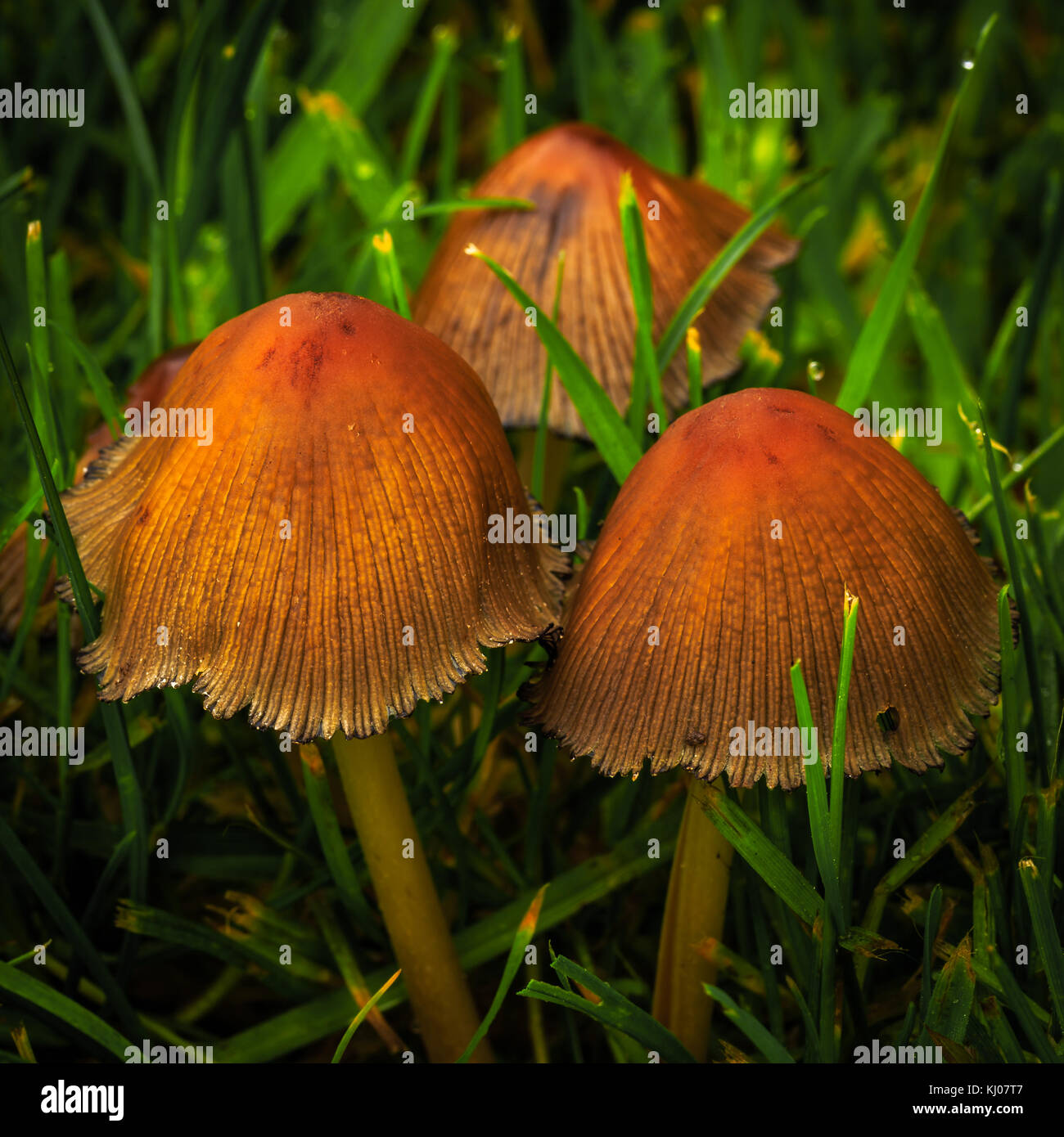 Mica cap mushrooms growing hi-res stock photography and images - Alamy