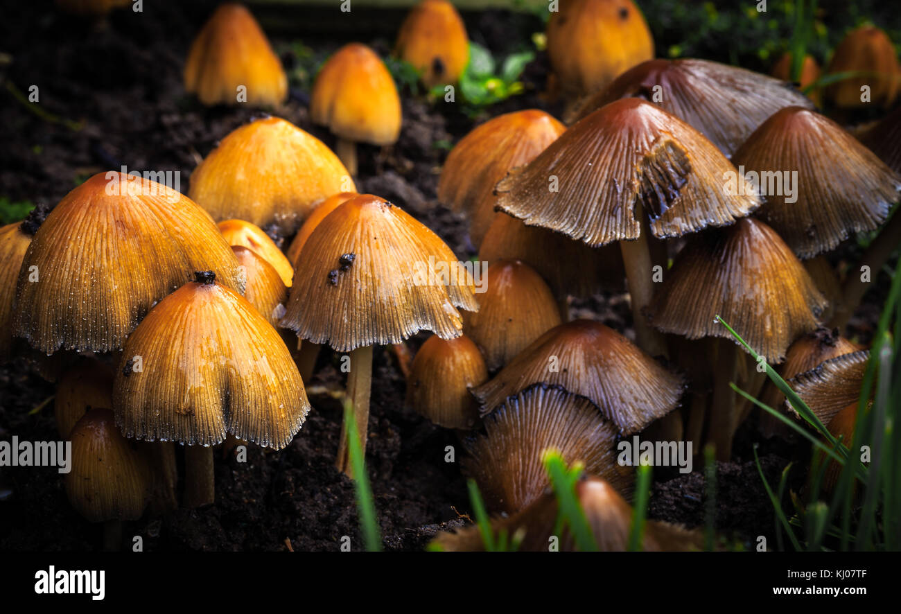 Fungus coprinellus micaceus in hi-res stock photography and images - Alamy