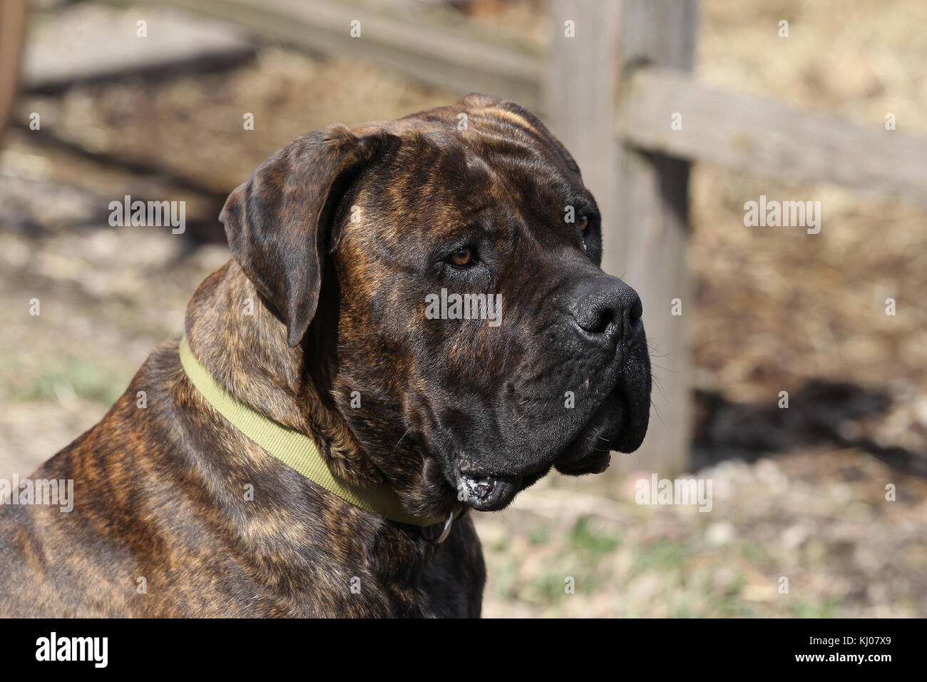 Brindle Mastiff High Resolution Stock Photography and Images - Alamy