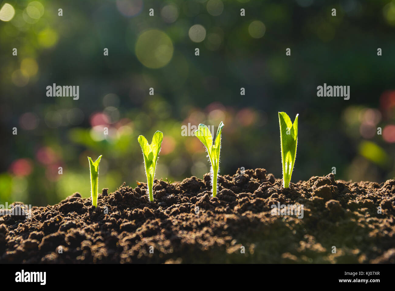 Green young plant growing in soil on nature background Stock Photo - Alamy