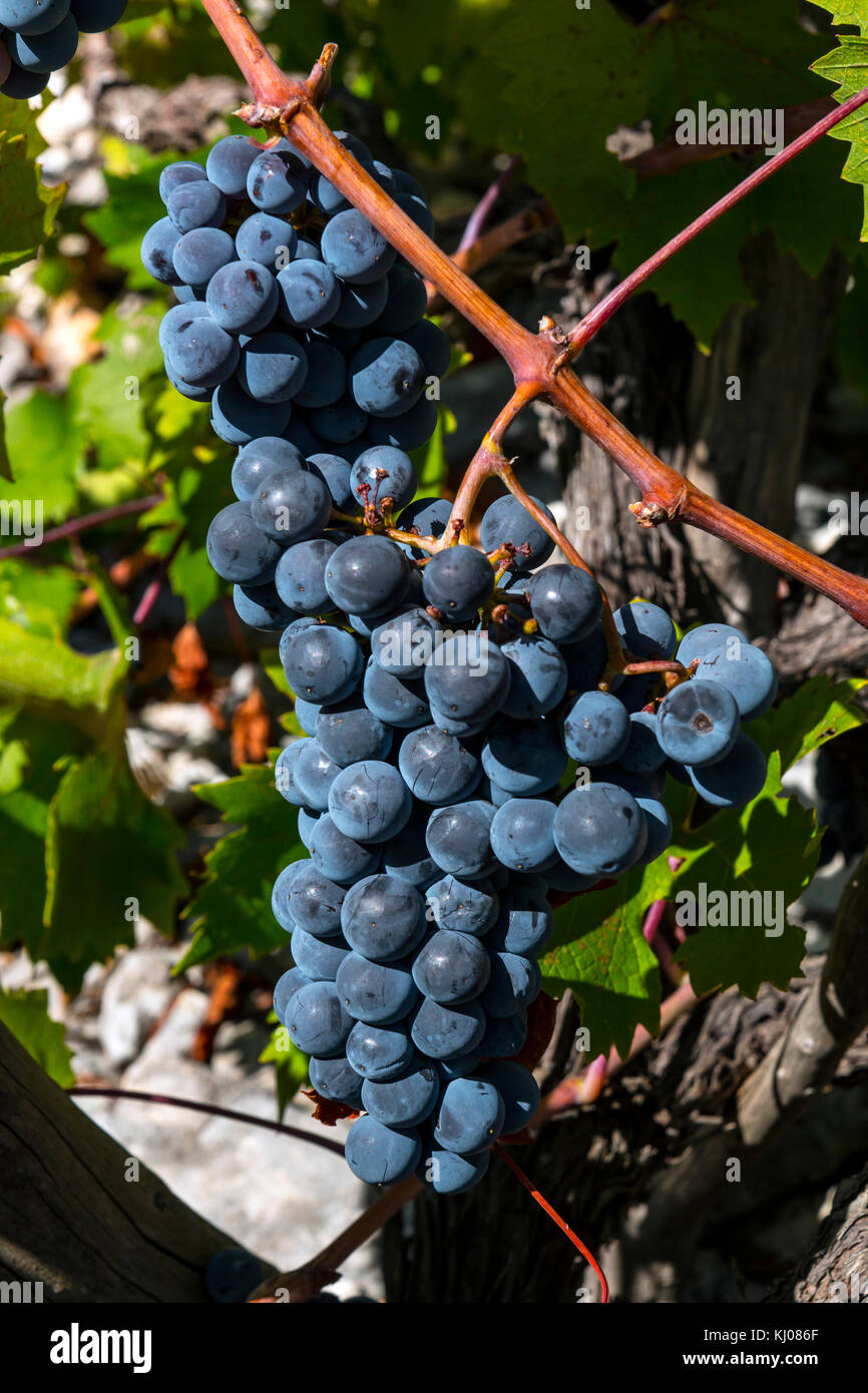 Very big cluster of juicy blue grapes Stock Photo - Alamy