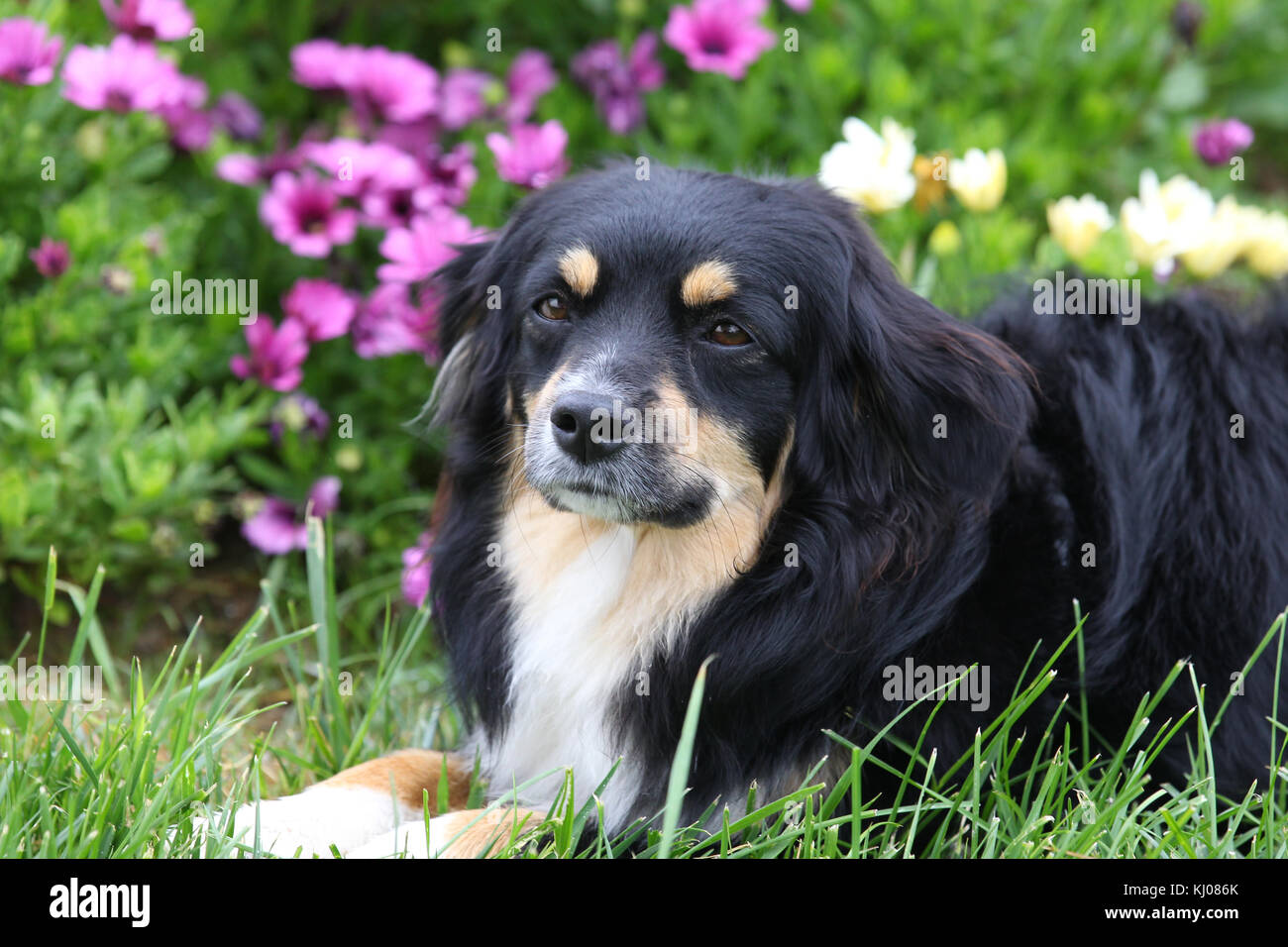 Australian mini hi-res stock photography and images - Alamy