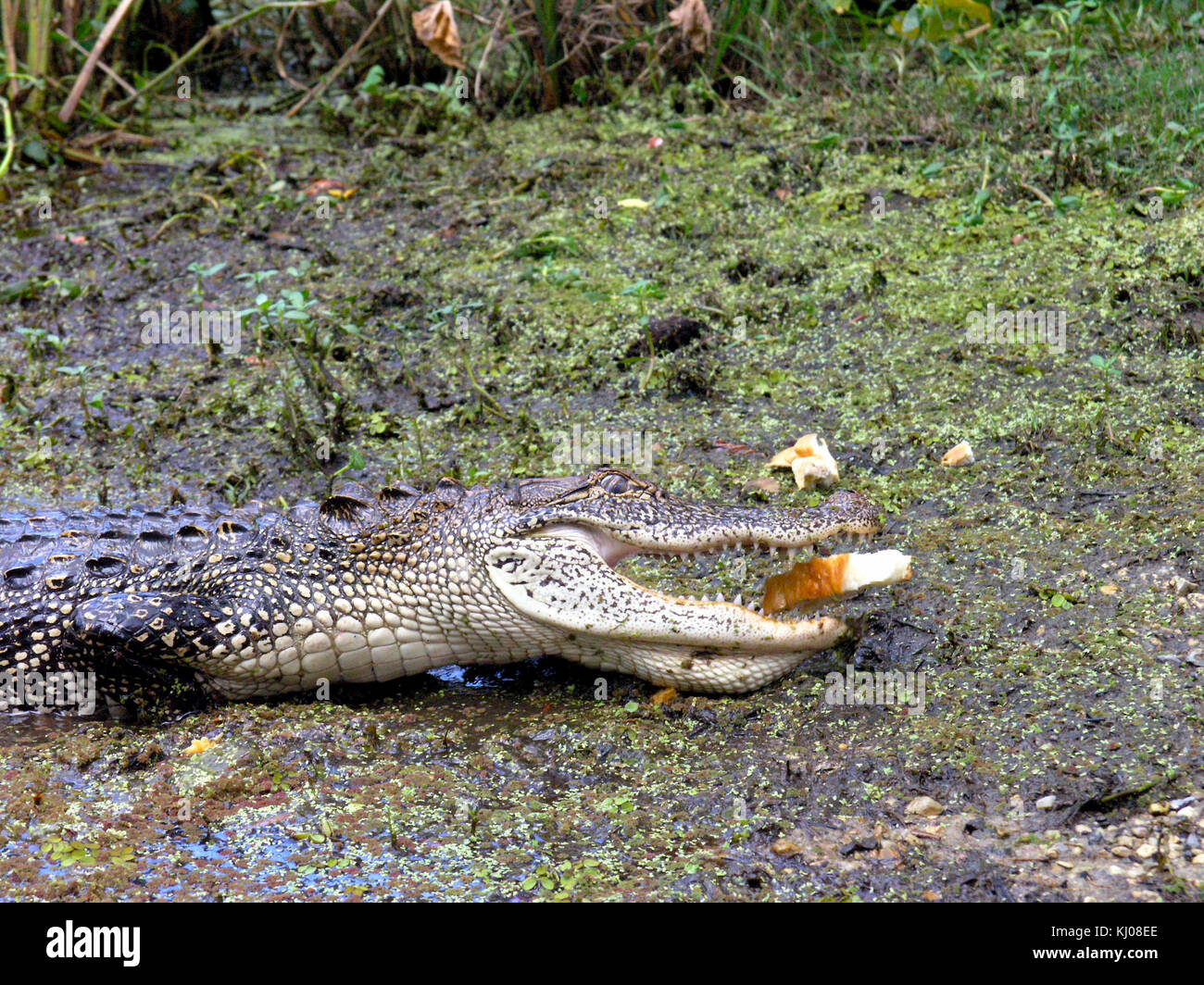 Aligator eating bread in a Louisiana swamp Stock Photo - Alamy