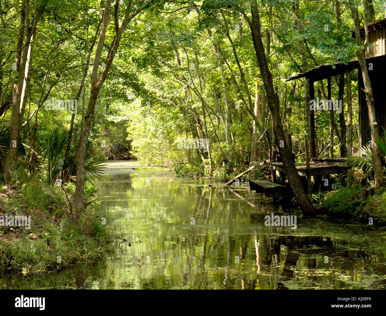 Swamp and shack Louisiana Stock Photo - Alamy