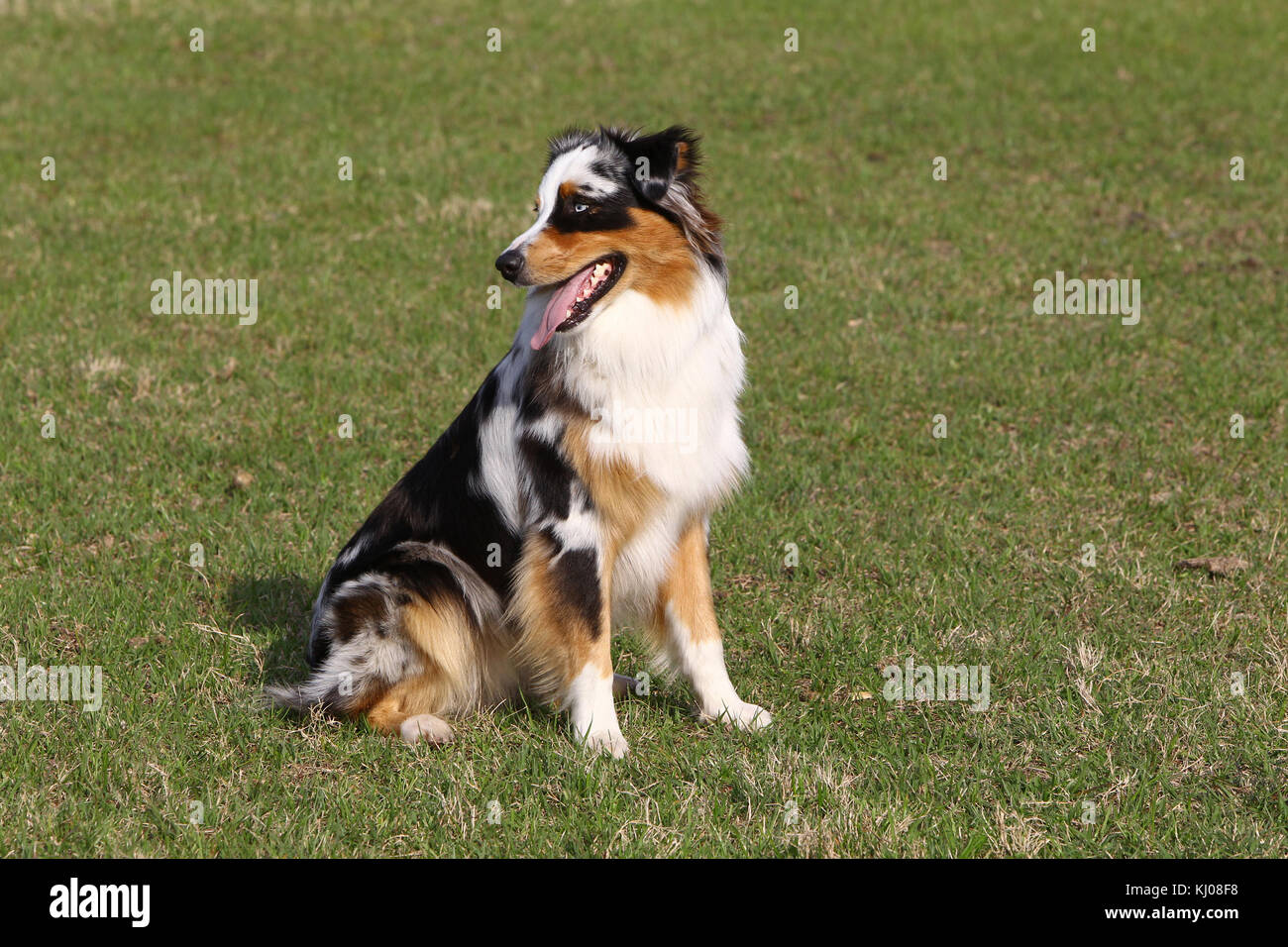 Shepherd looking back hi-res stock photography and images - Alamy
