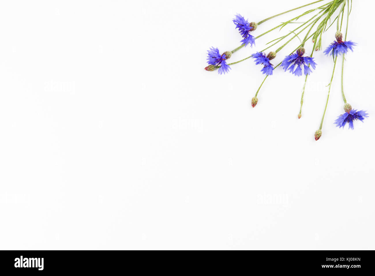 Blue cornflower frame on white background Stock Photo - Alamy