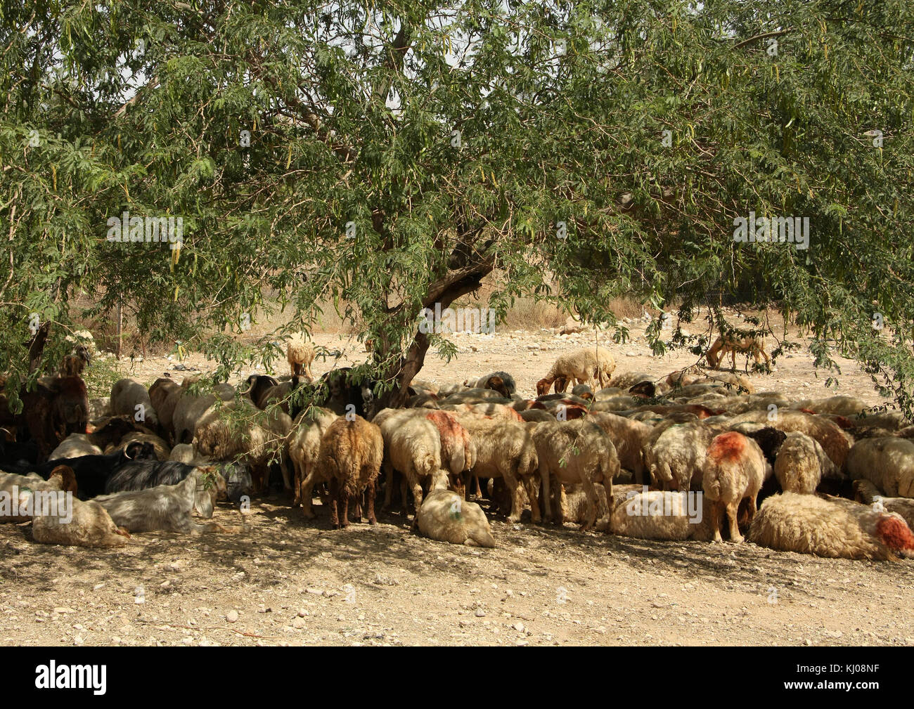 Mixed flock of sheep and goats sheltering from the sun, Jordan Stock ...