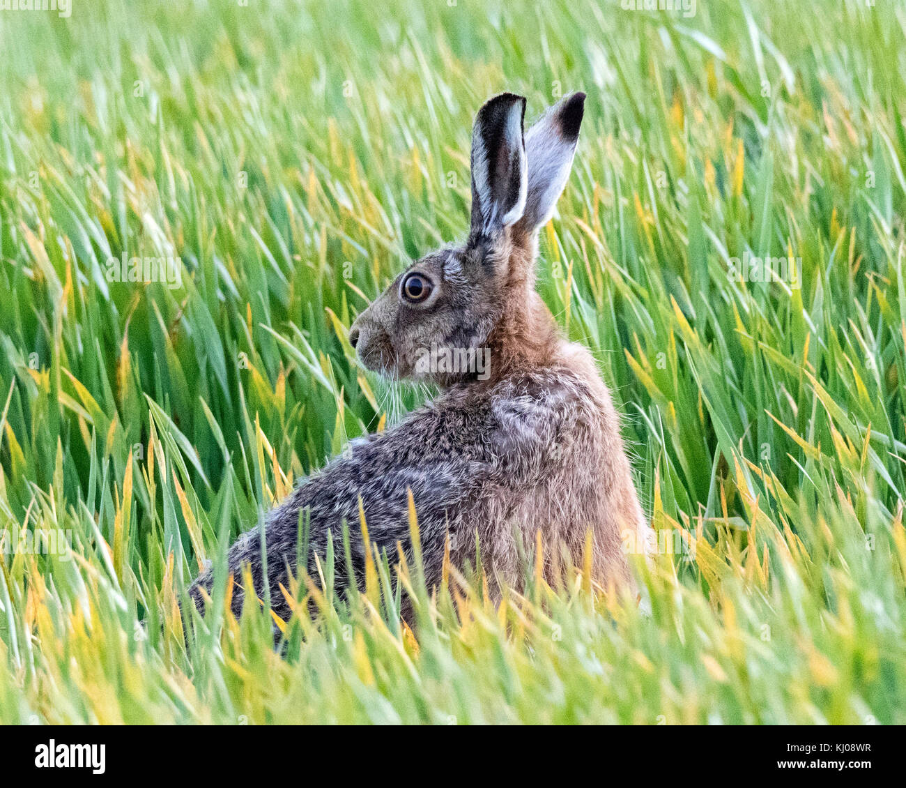British brown hare Stock Photo - Alamy