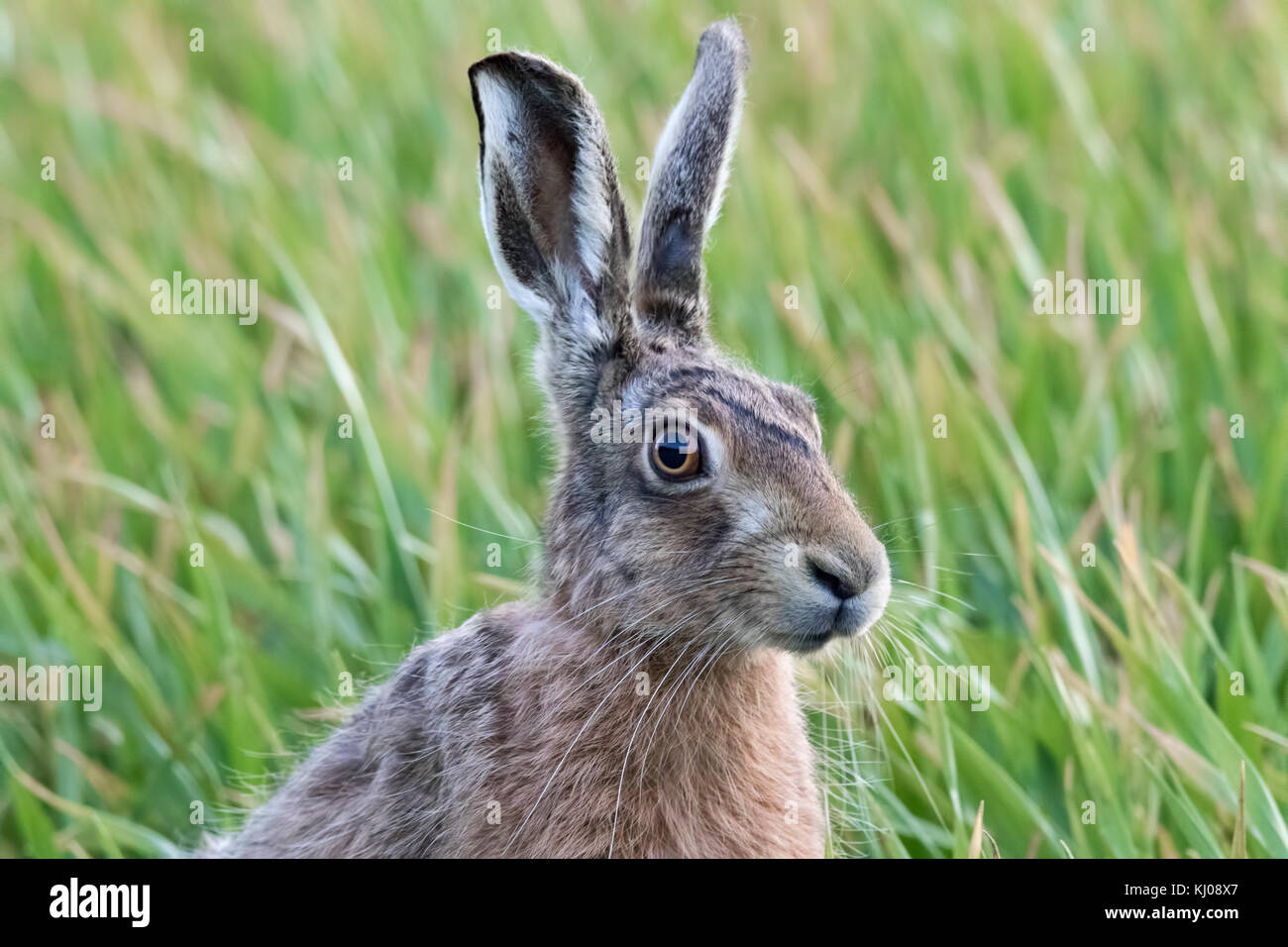 British brown hare Stock Photo - Alamy