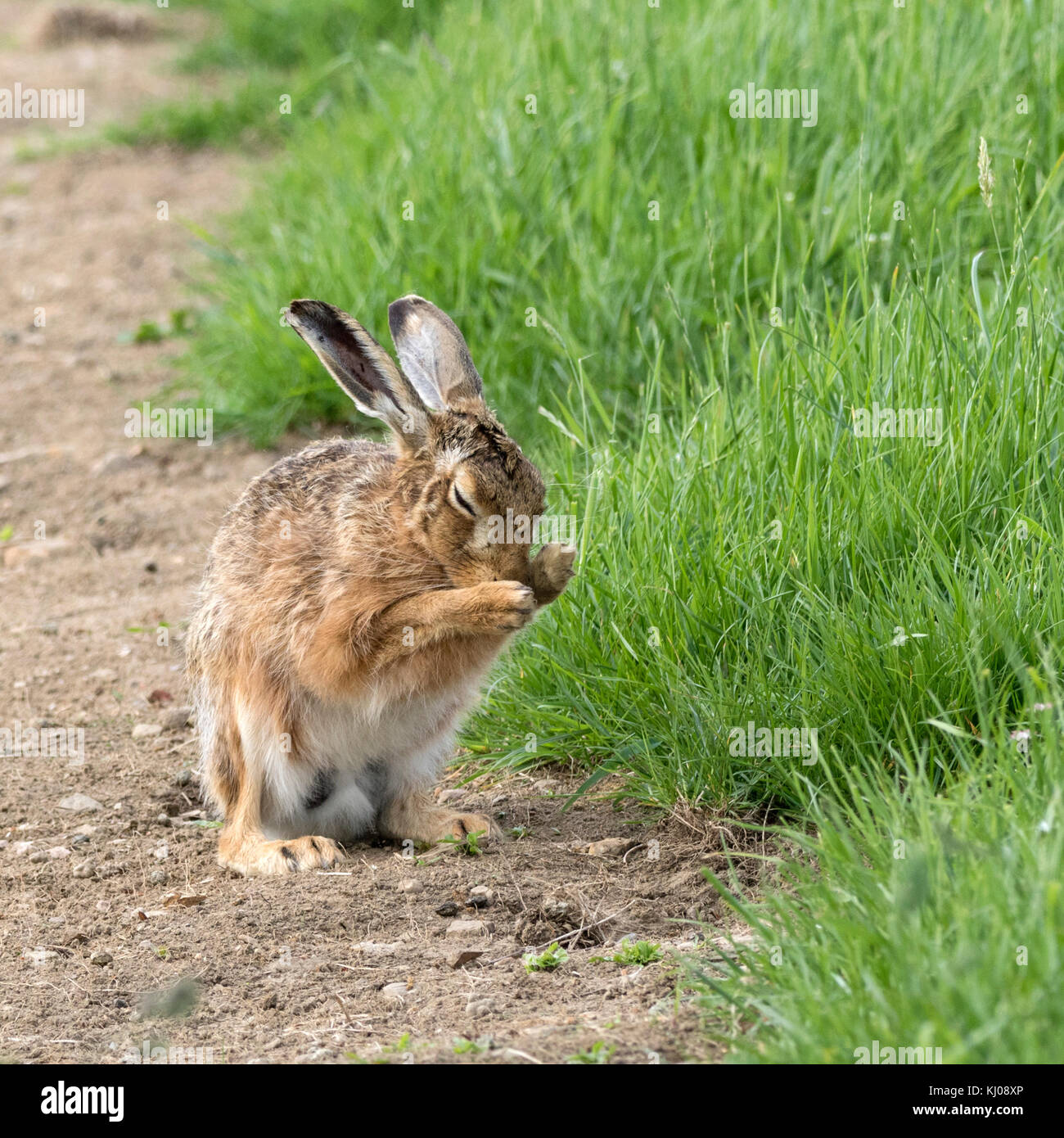 British brown hare Stock Photo - Alamy