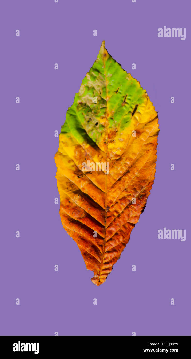 Beautiful colorful autumn leaf - seasonal Stock Photo - Alamy