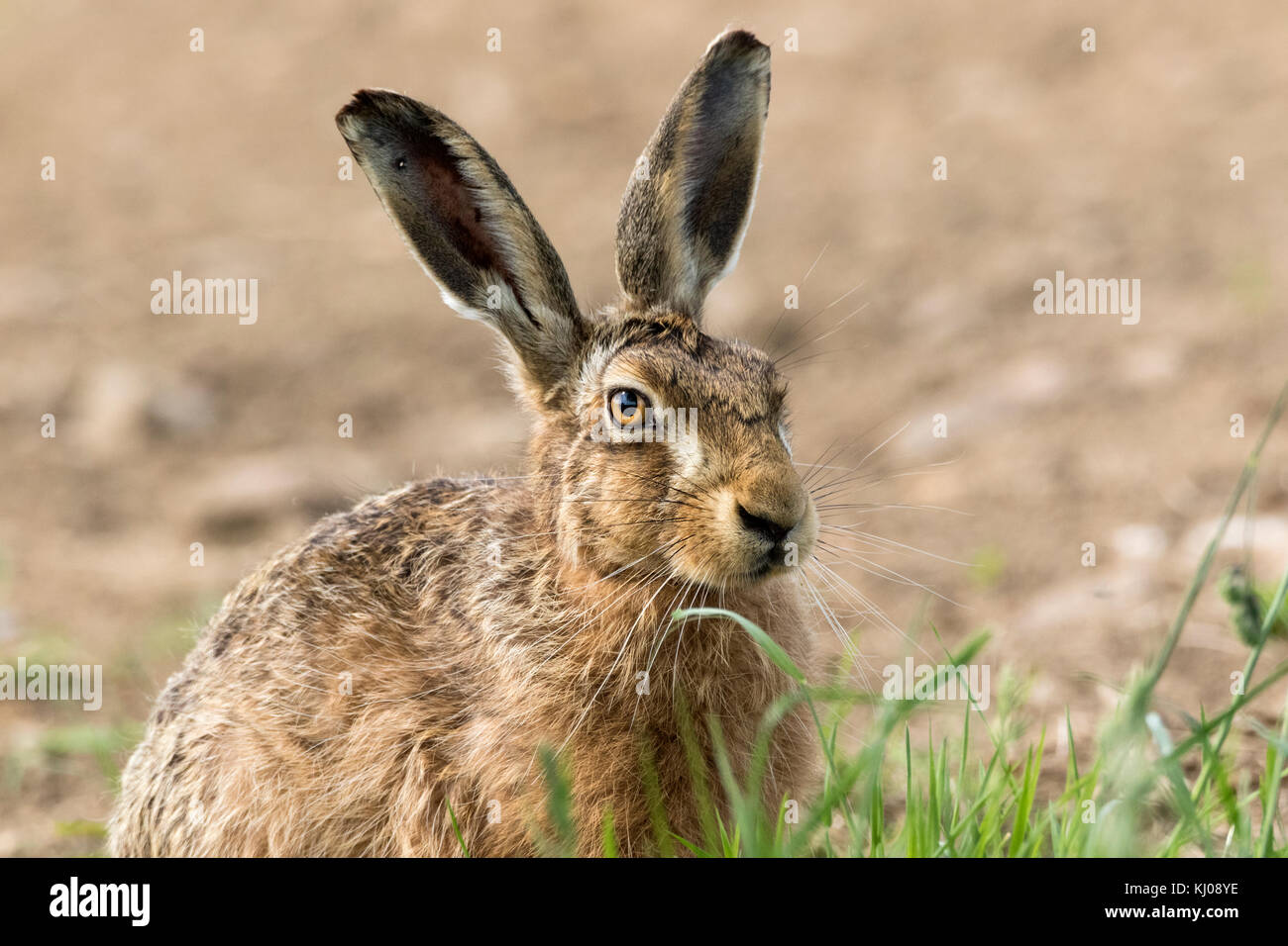 British brown hare Stock Photo - Alamy
