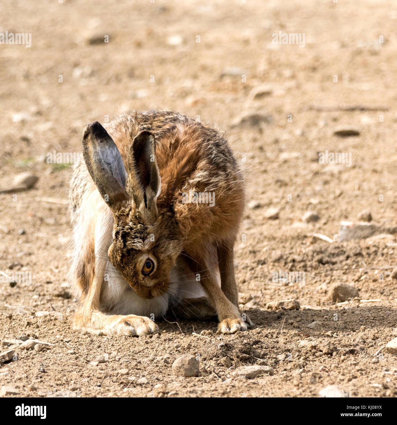 British brown hare Stock Photo - Alamy