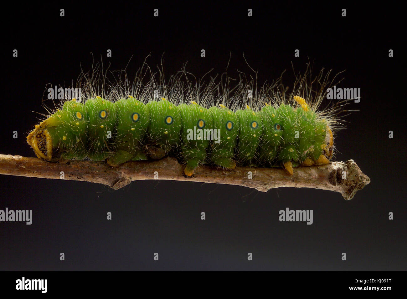 Imperial moth caterpillar hi-res stock photography and images - Alamy