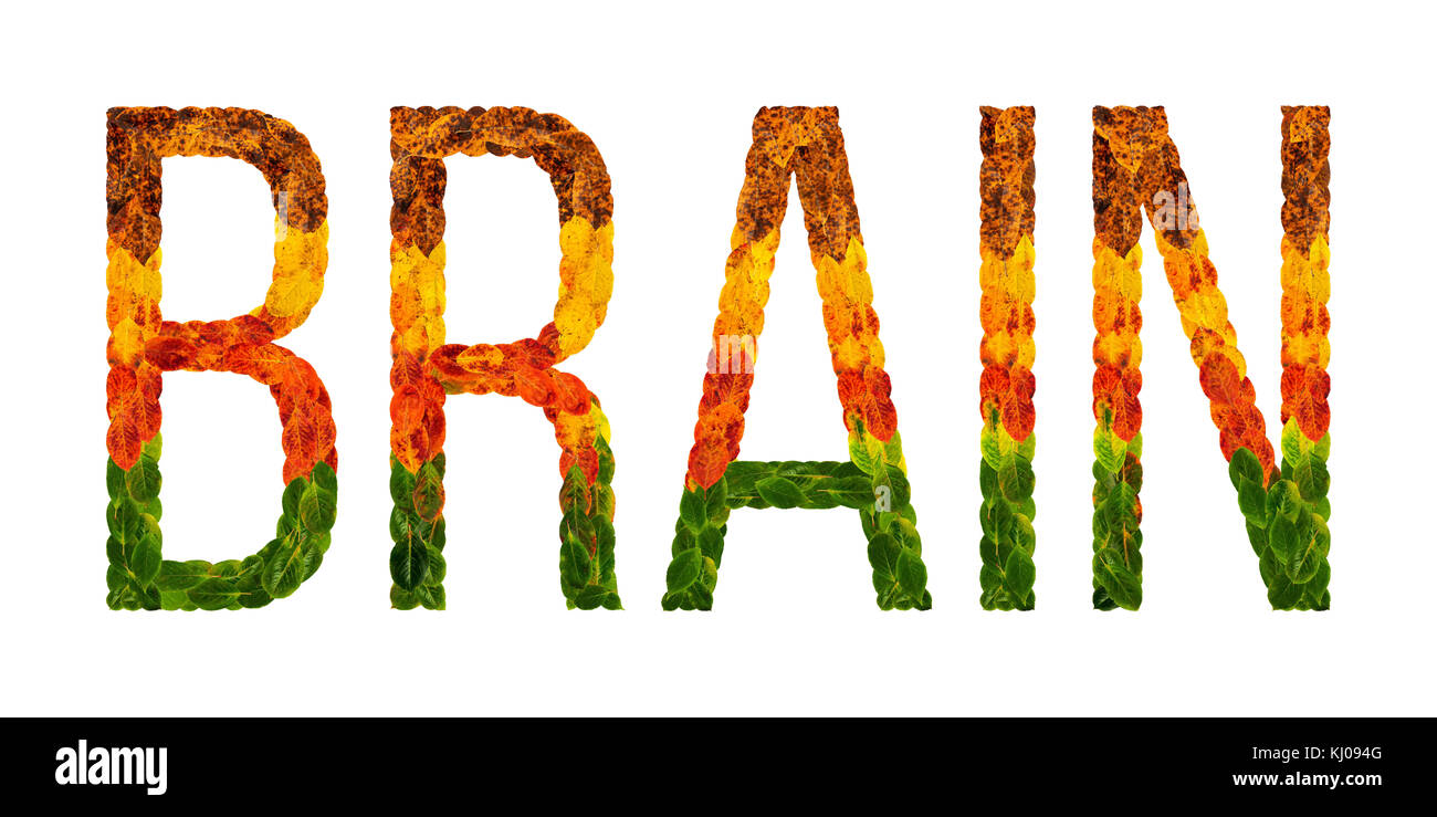 word Brain written with leaves white isolated background, banner for ...