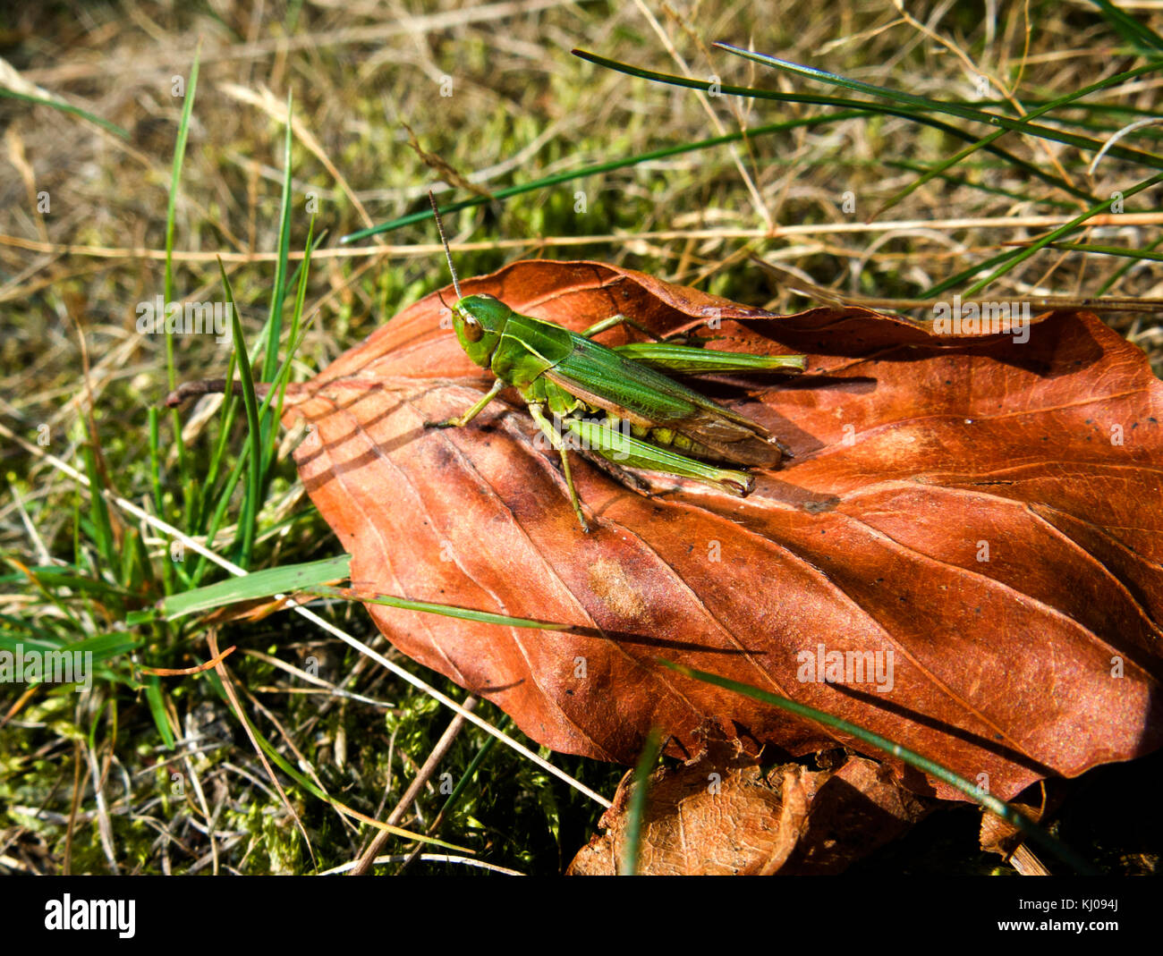 Long grasshopper legs hi-res stock photography and images - Alamy