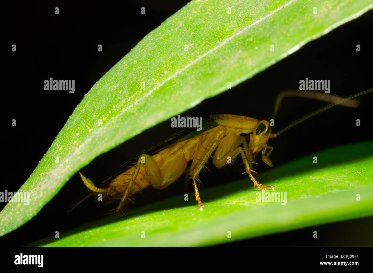 Macro shot of a cockroach under a leaf.cockroach hiding under a leaf ...