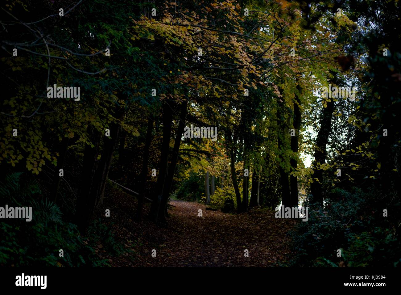 Chiltern Estate, National Trust Stock Photo - Alamy