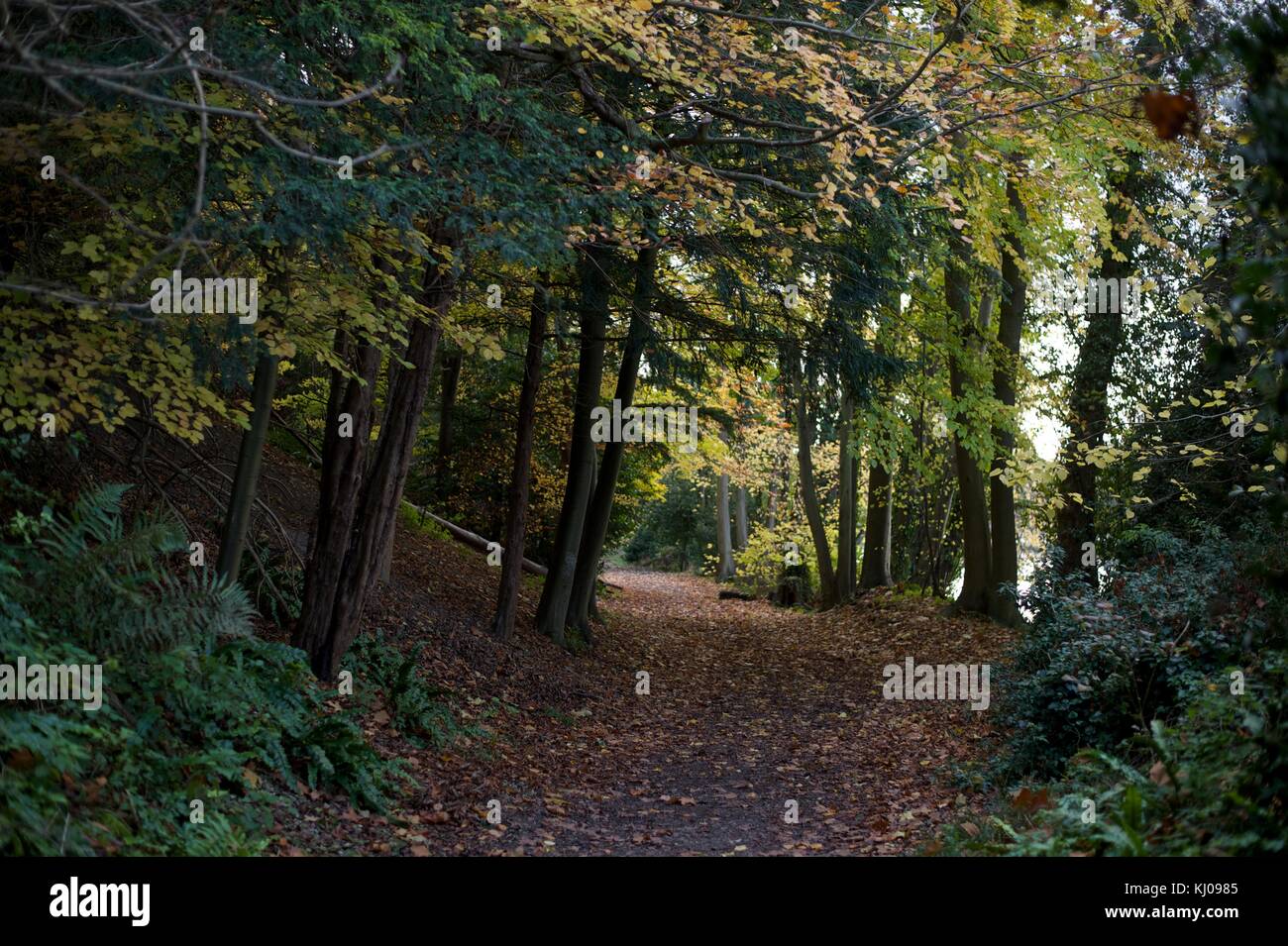 Chiltern Estate, National Trust Stock Photo - Alamy