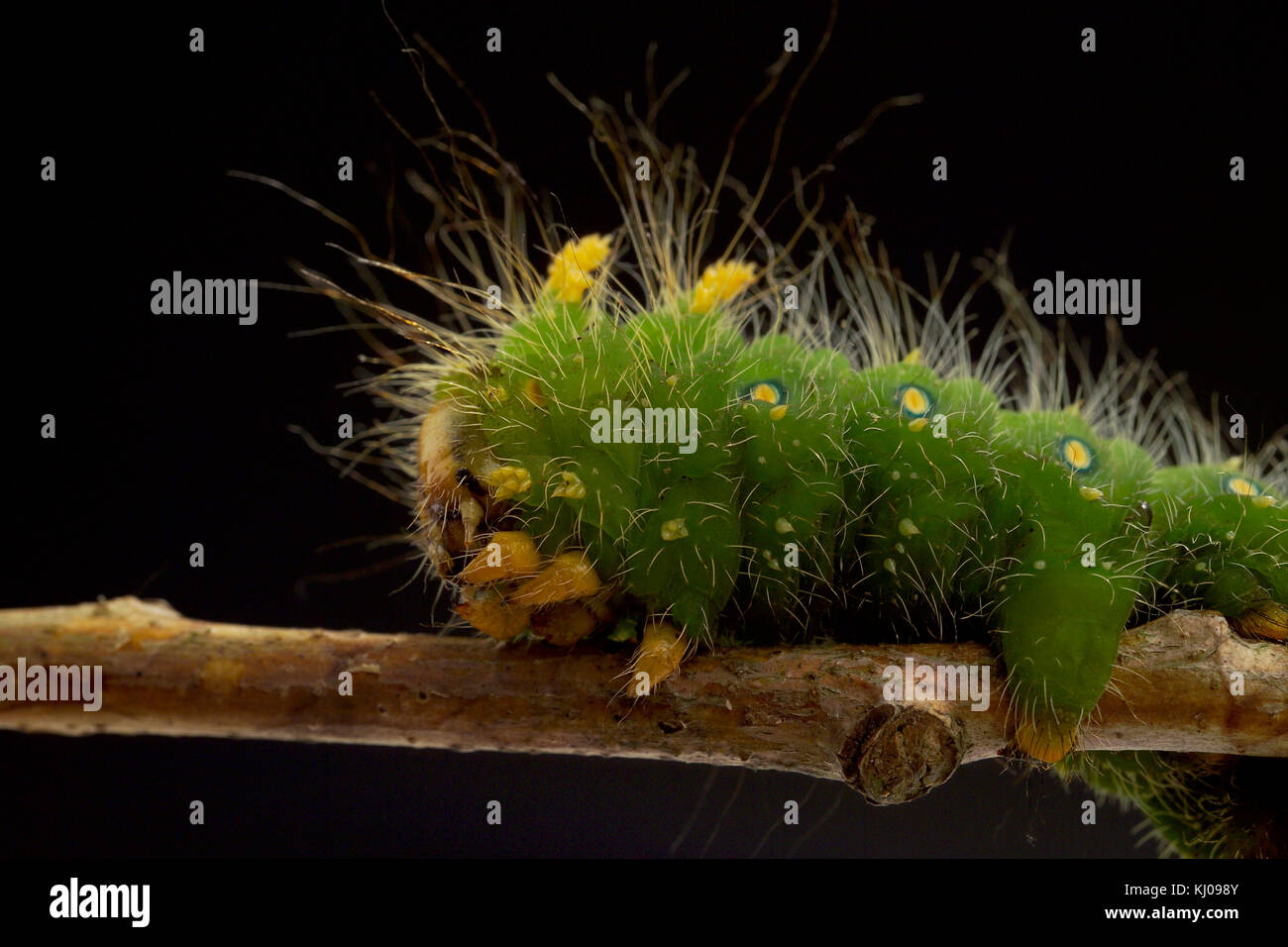 Imperial moth hi-res stock photography and images - Alamy