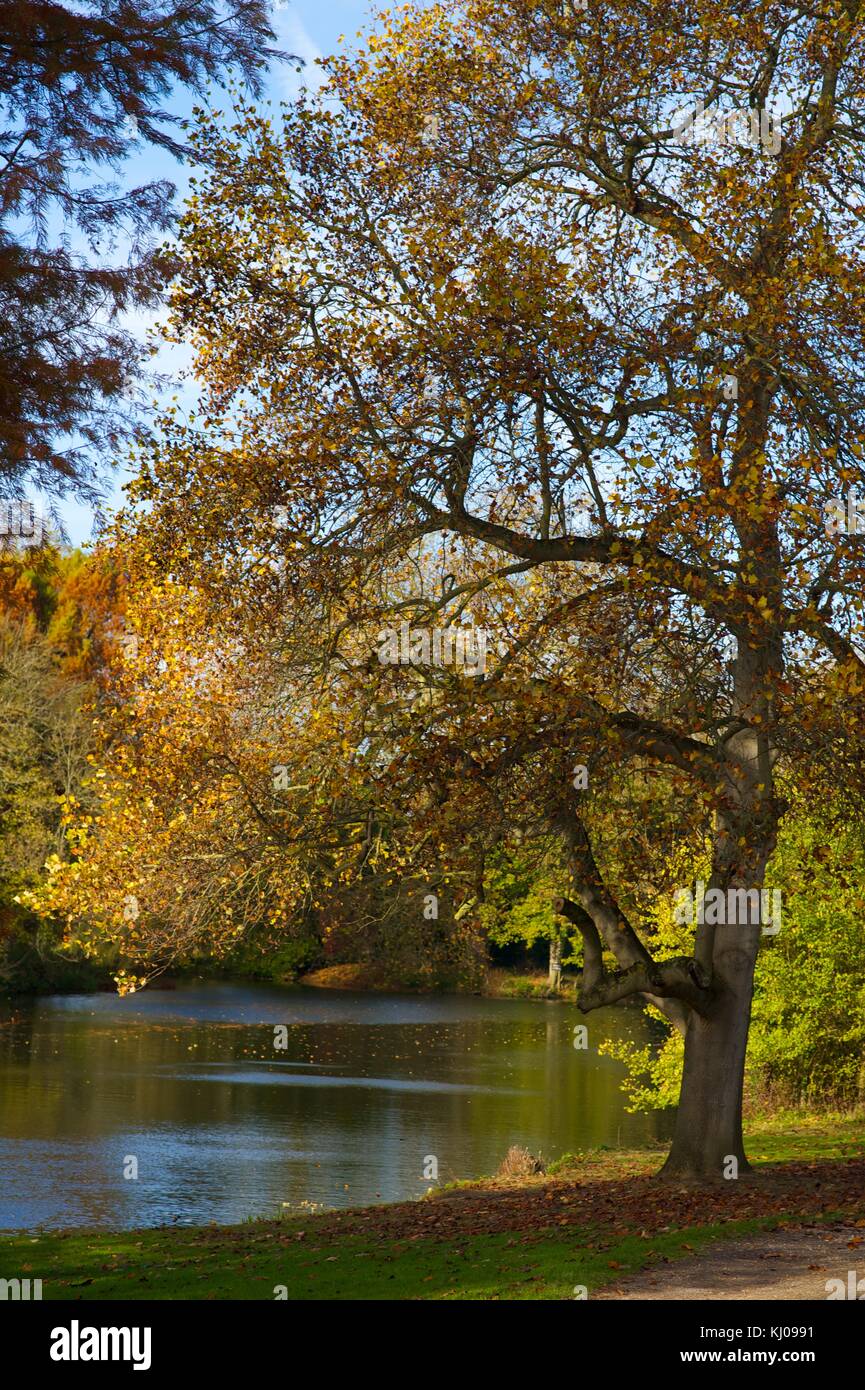 Chiltern Estate, National Trust Stock Photo - Alamy