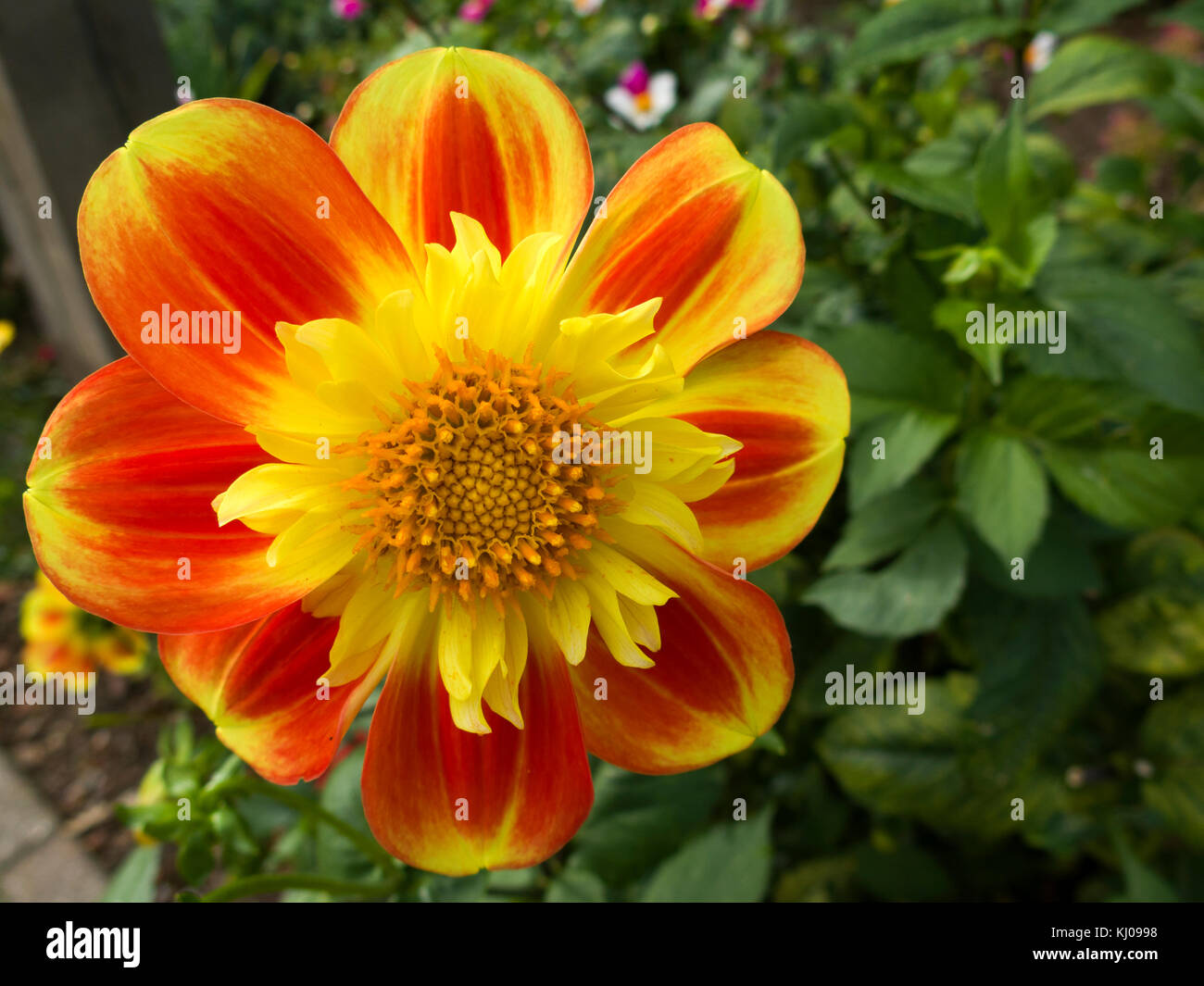 Anemone dahlia hi-res stock photography and images - Alamy