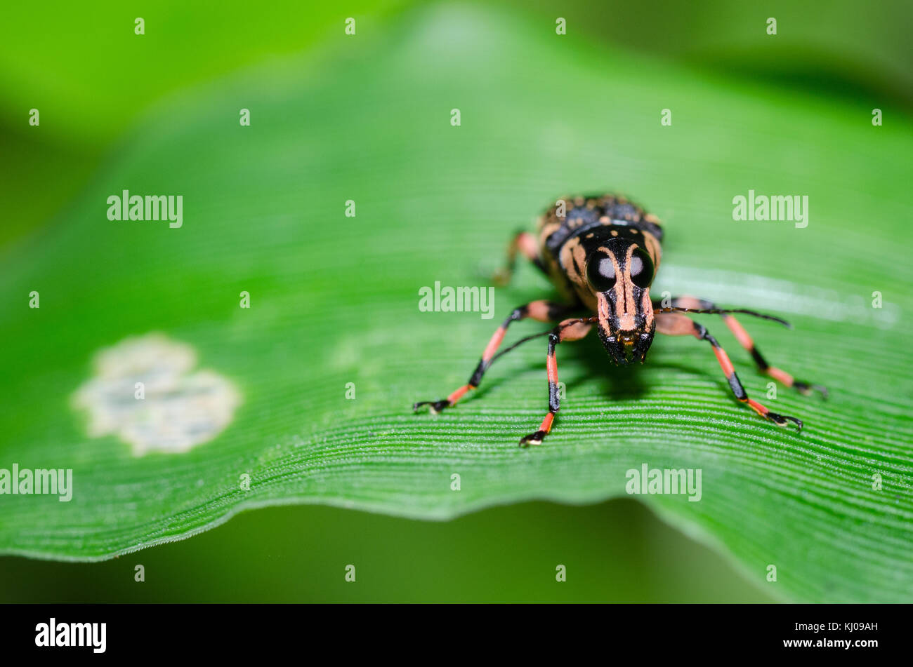 Nettle Weevil (Phyllobius pomaceus) on a green leaf in spring in the ...