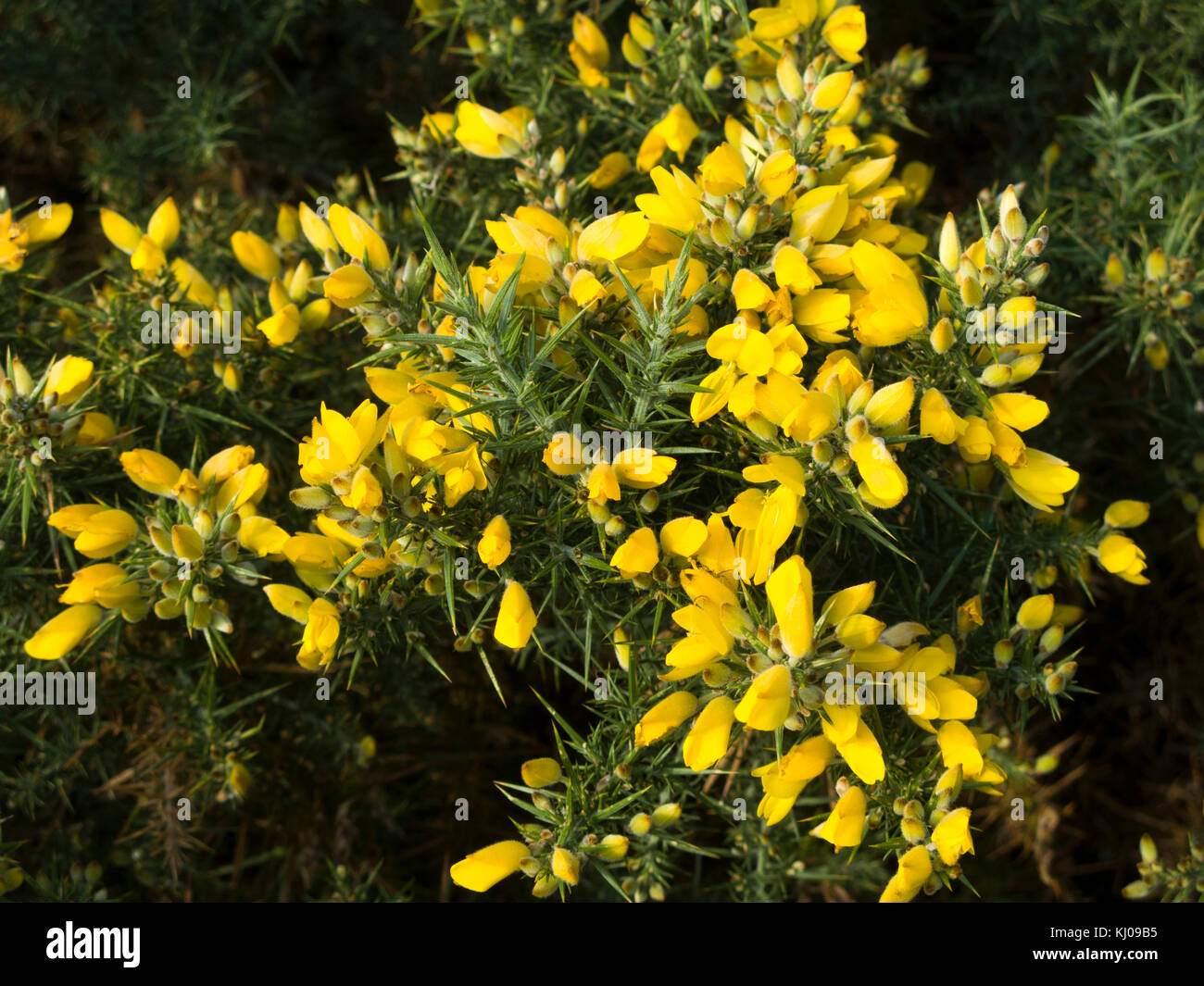 Common gorse hi-res stock photography and images - Alamy