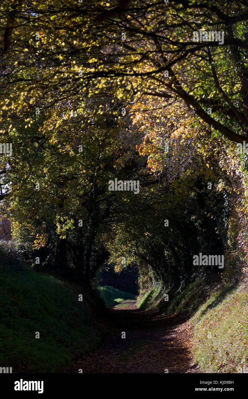 Halnaker tree tunnel hi-res stock photography and images - Alamy