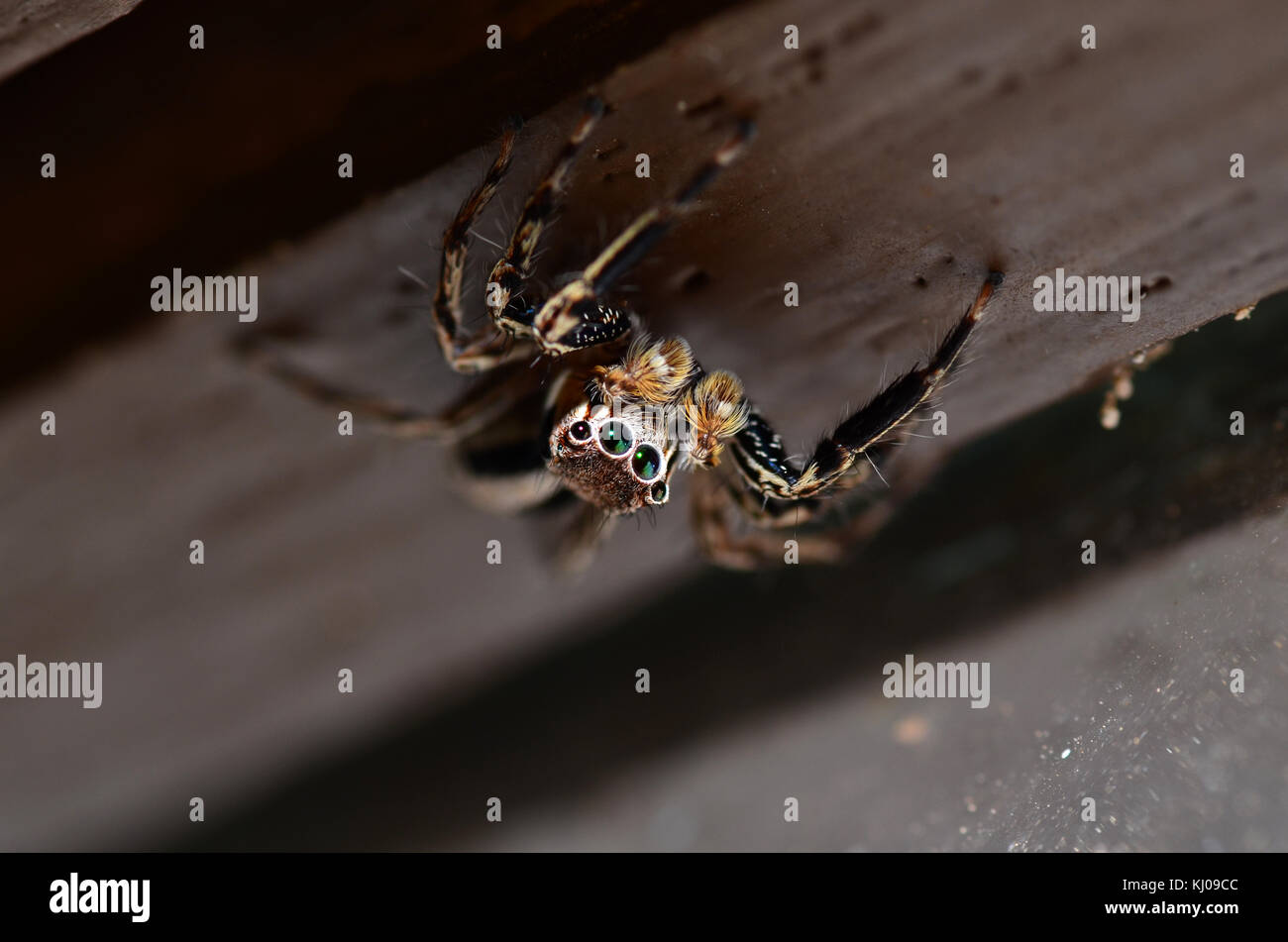 Jumping Spider (Salticidae) standing upside down on a wooden background ...