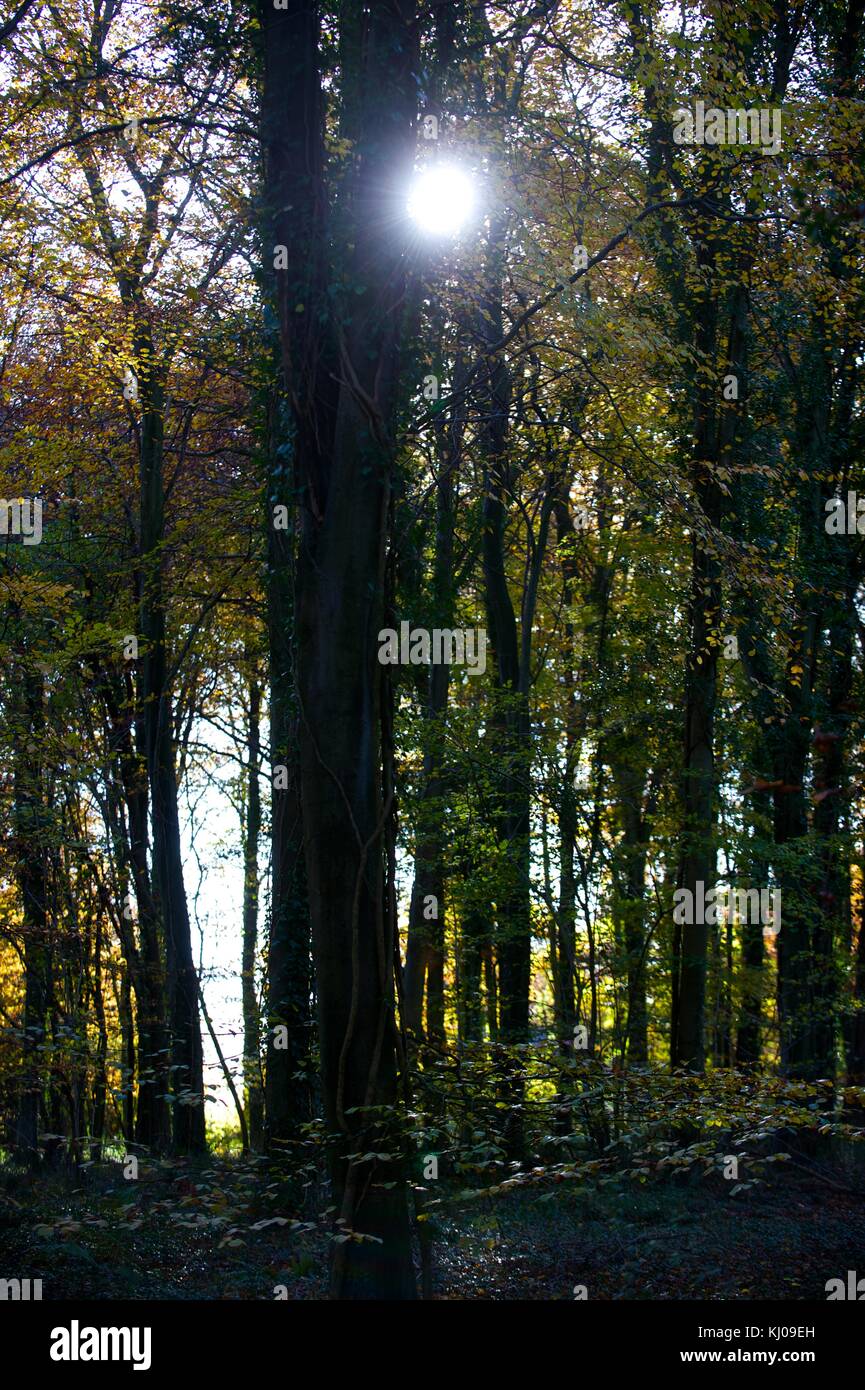 Brownlow Cafe High Resolution Stock Photography and Images - Alamy