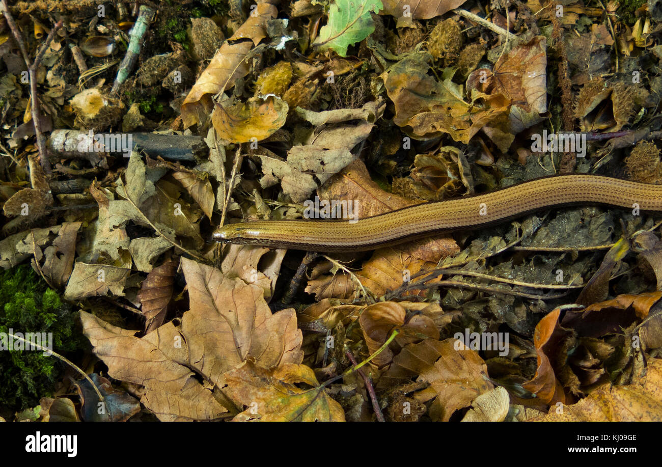 Slow worm hi-res stock photography and images - Alamy