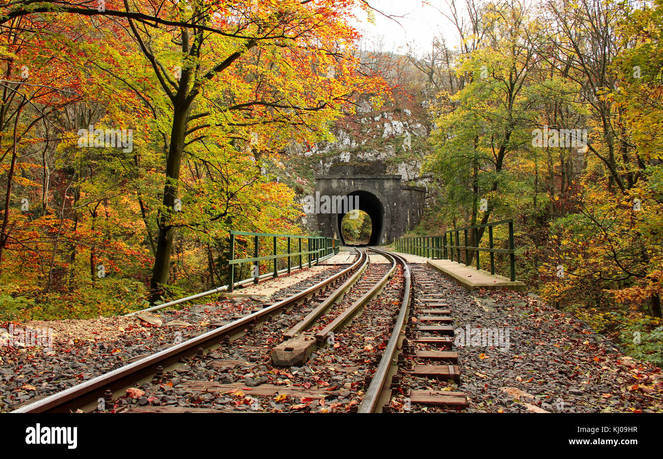 Railway in the forest Stock Photo - Alamy