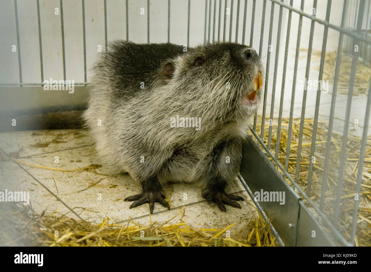 National exhibition of farming animals Chovatel 2017 (Animal breeding ...