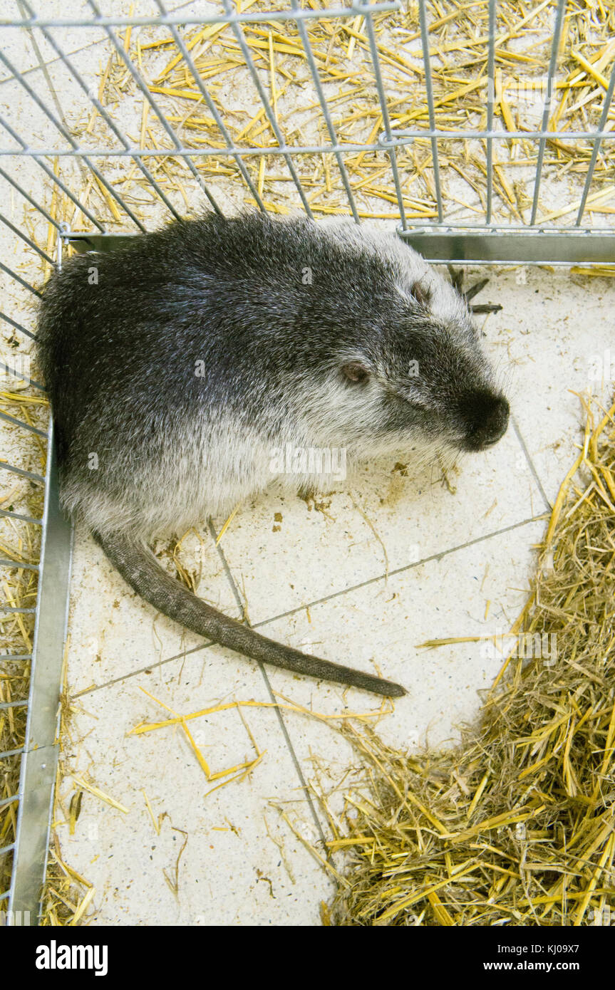National exhibition of farming animals Chovatel 2017 (Animal breeding ...