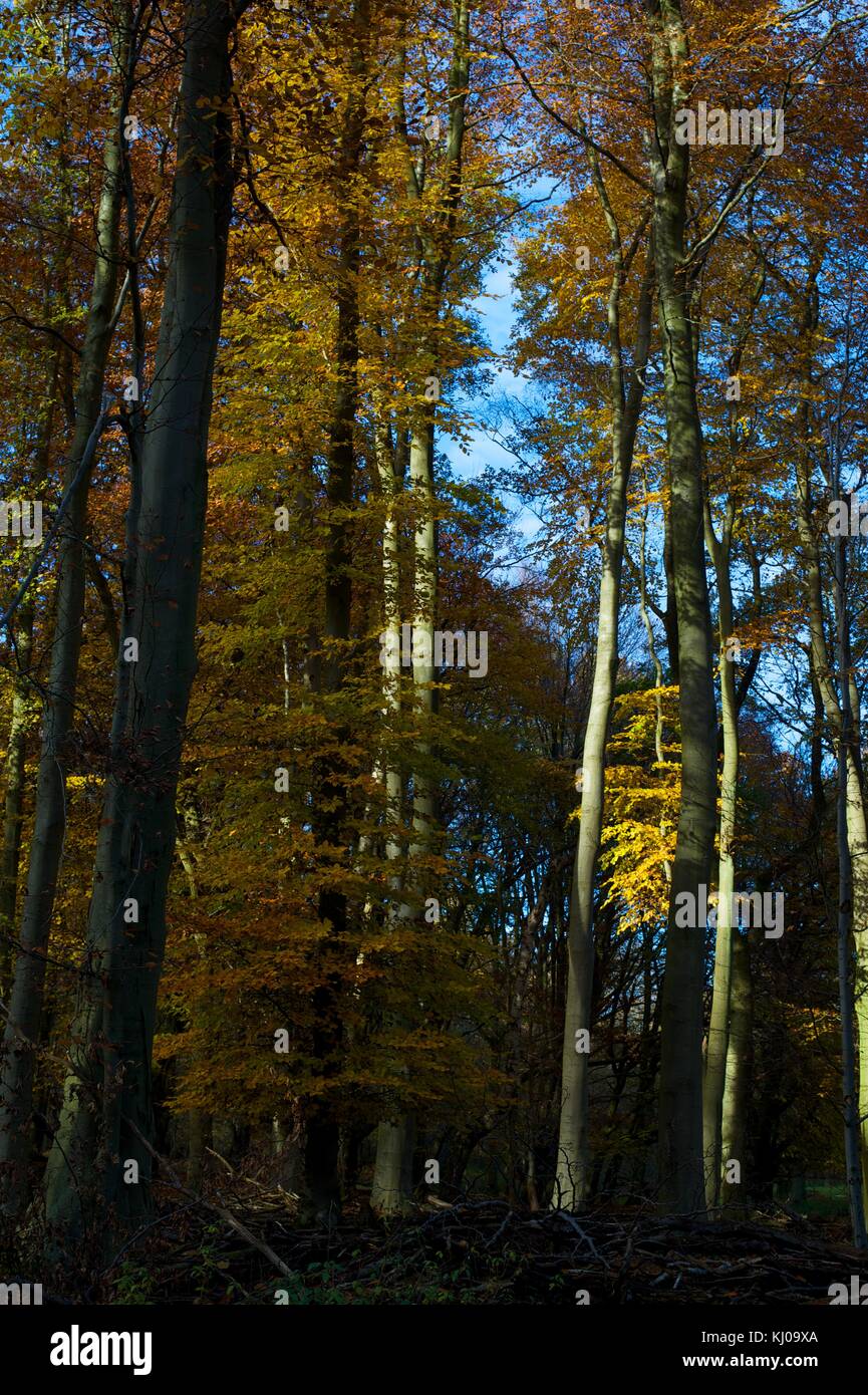 Ashridge estate walking hi-res stock photography and images - Alamy