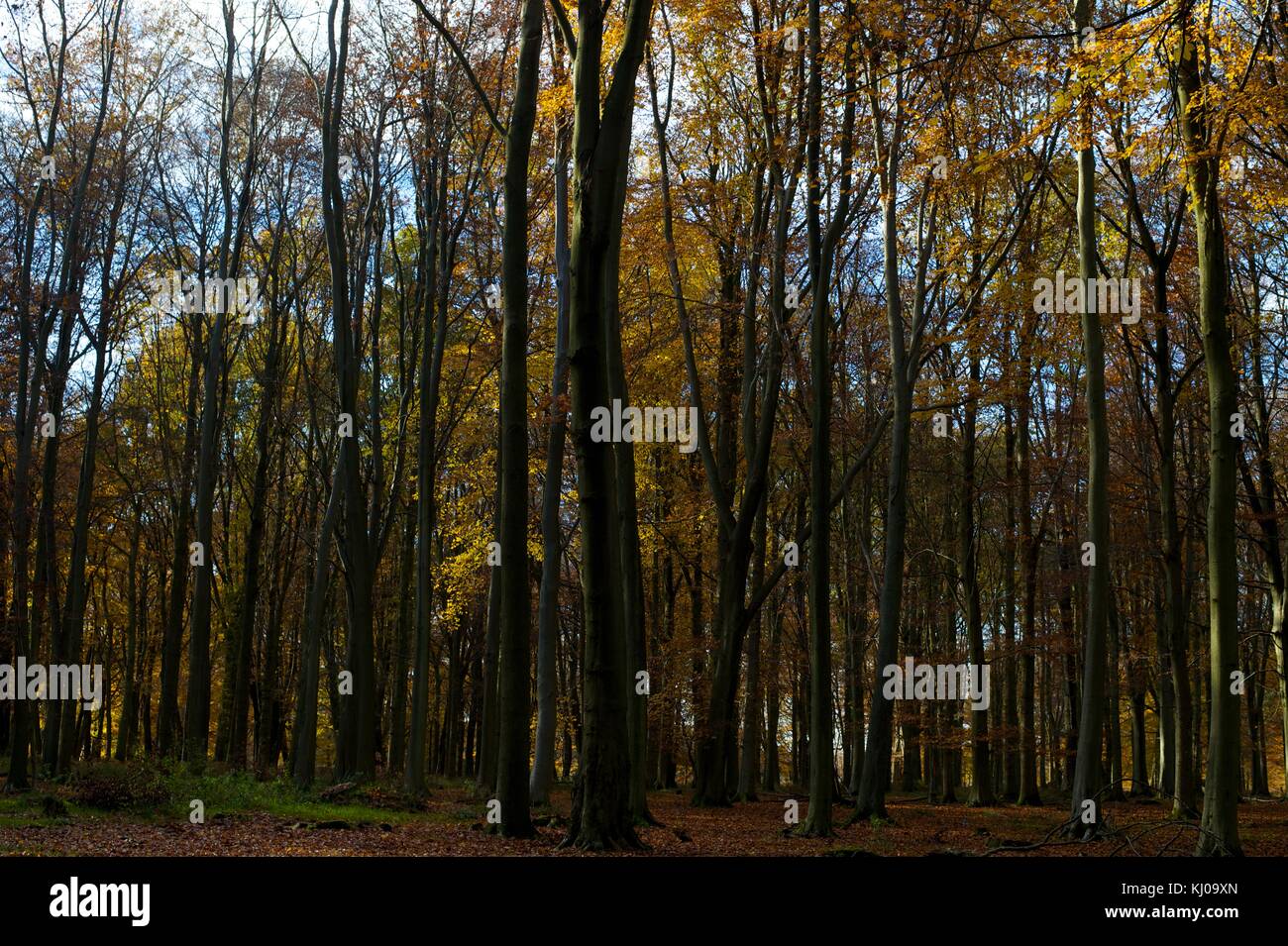 Ashridge estate walking hi-res stock photography and images - Alamy