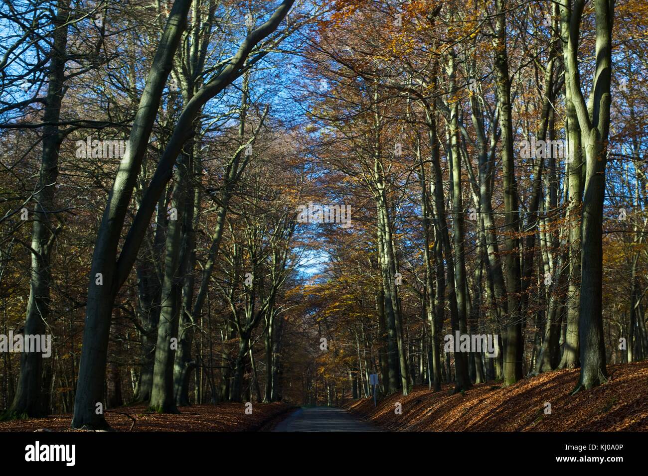 Ashridge estate walking hi-res stock photography and images - Alamy