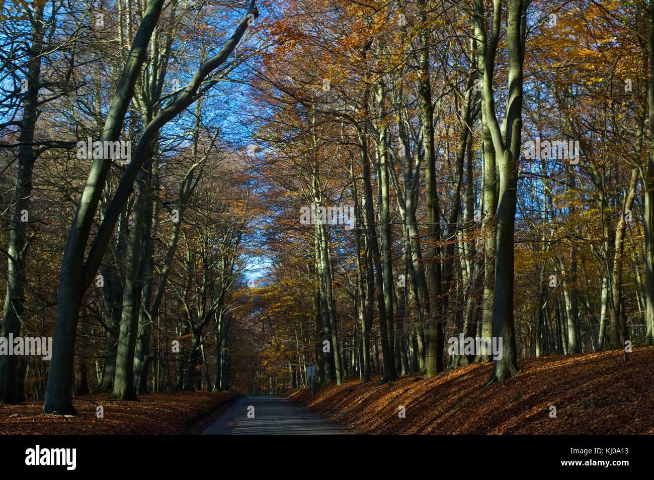 Ashridge estate walking hi-res stock photography and images - Alamy