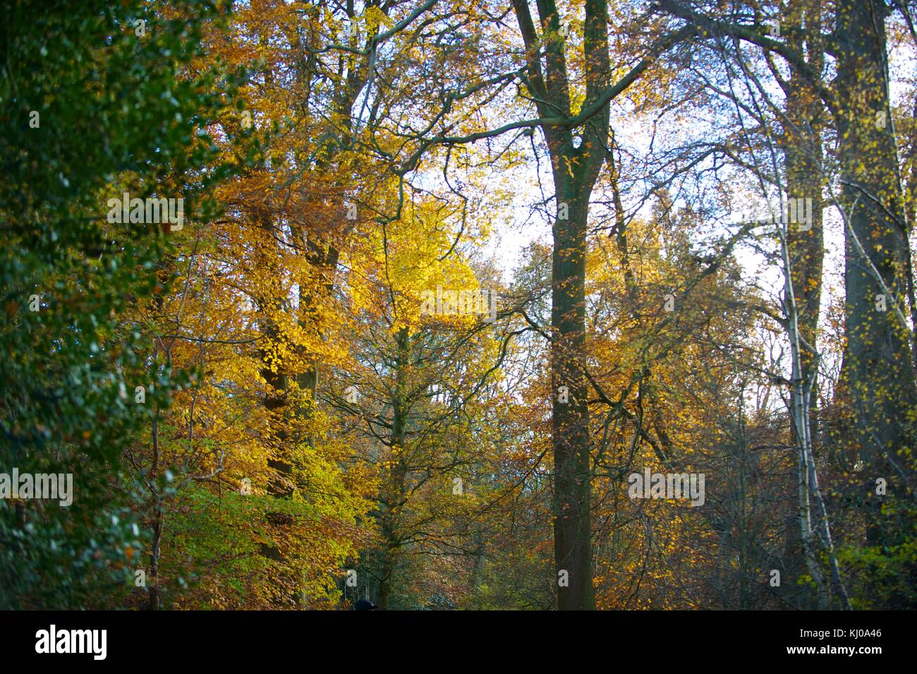 Ashridge Park Woods High Resolution Stock Photography and Images - Alamy