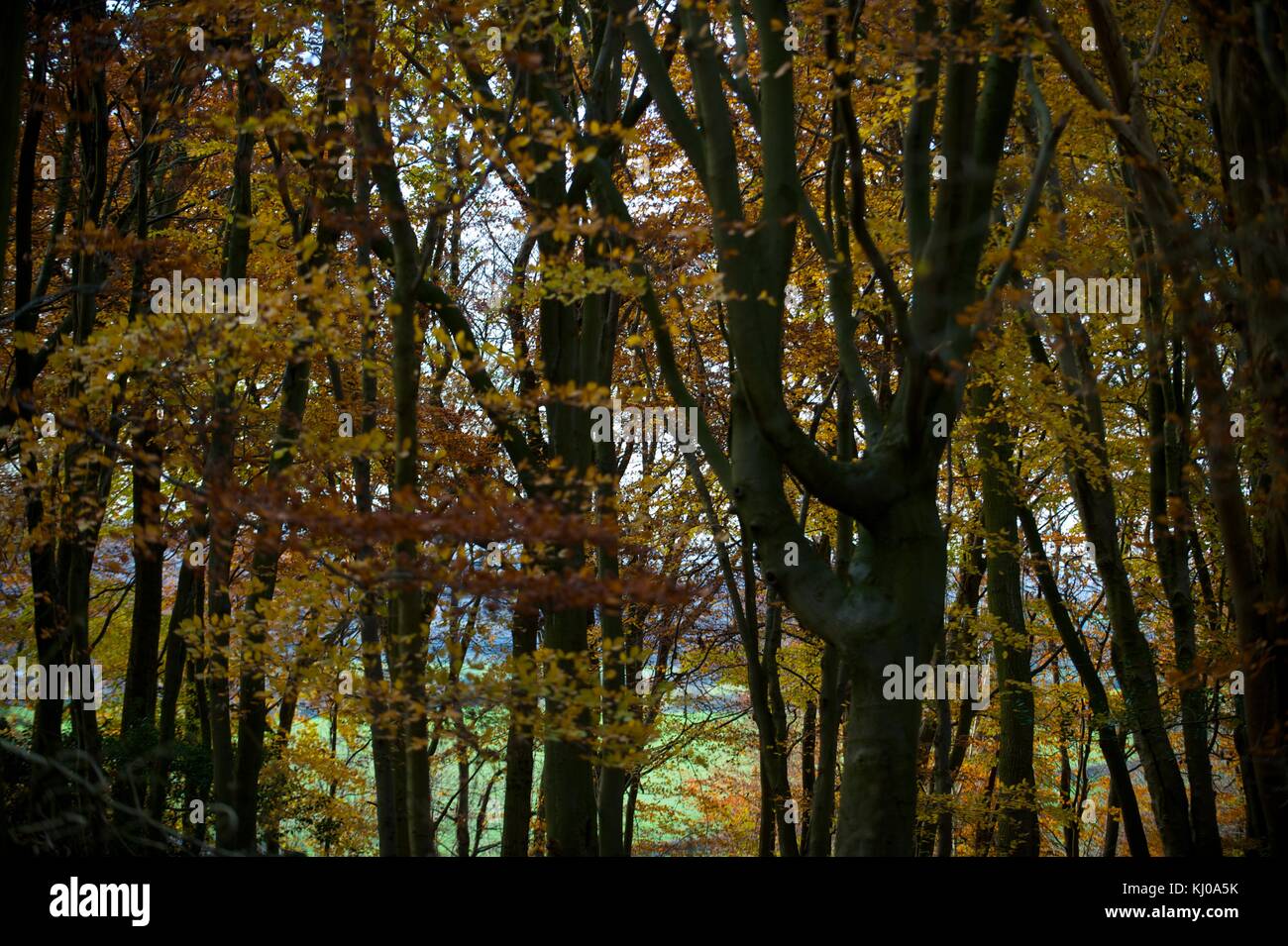 Ashridge park woods hi-res stock photography and images - Alamy
