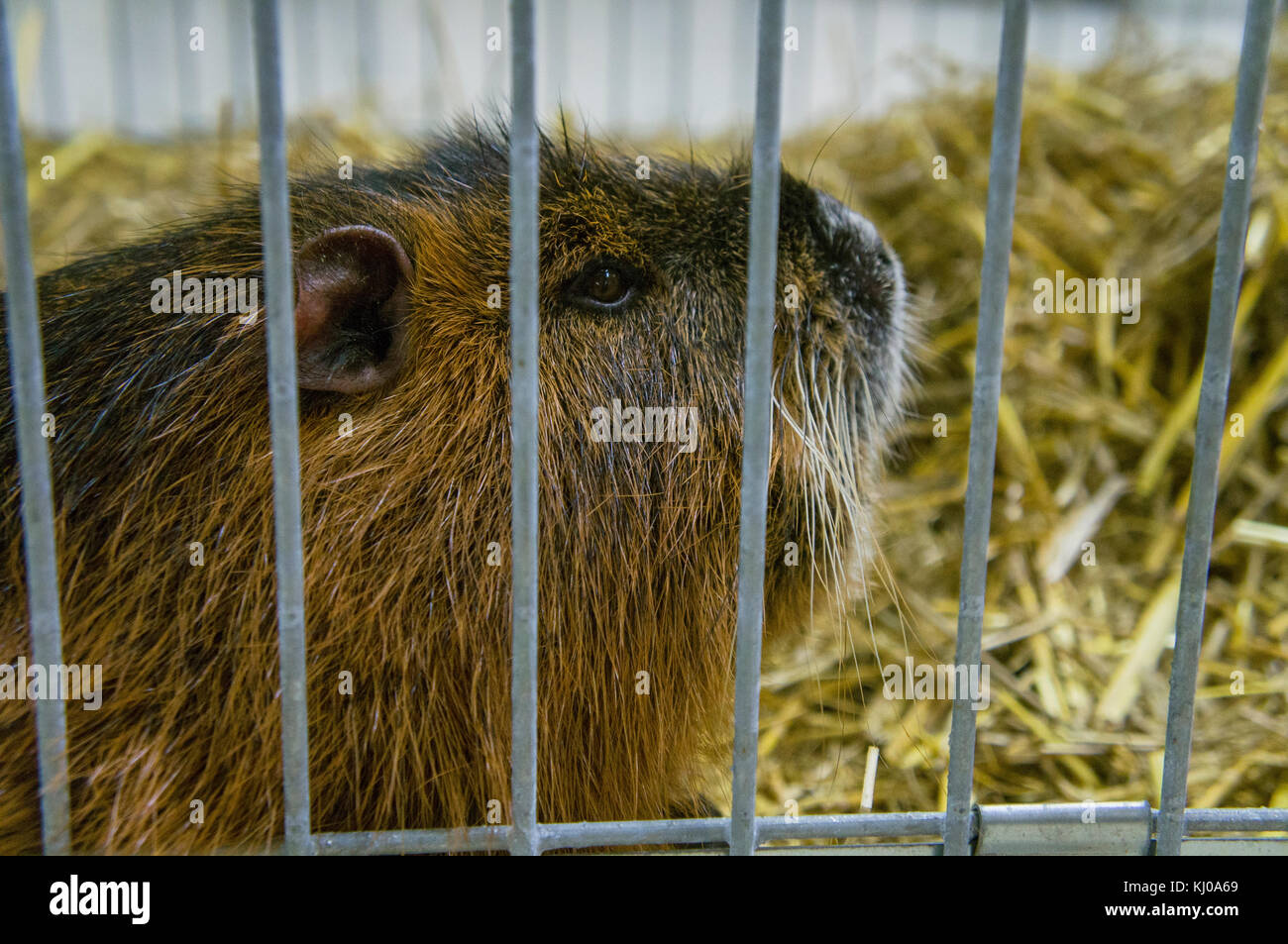 National exhibition of farming animals Chovatel 2017 (Animal breeding ...