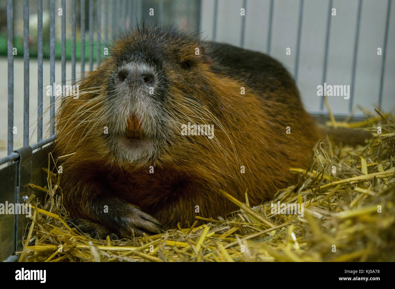 National exhibition of farming animals Chovatel 2017 (Animal breeding ...