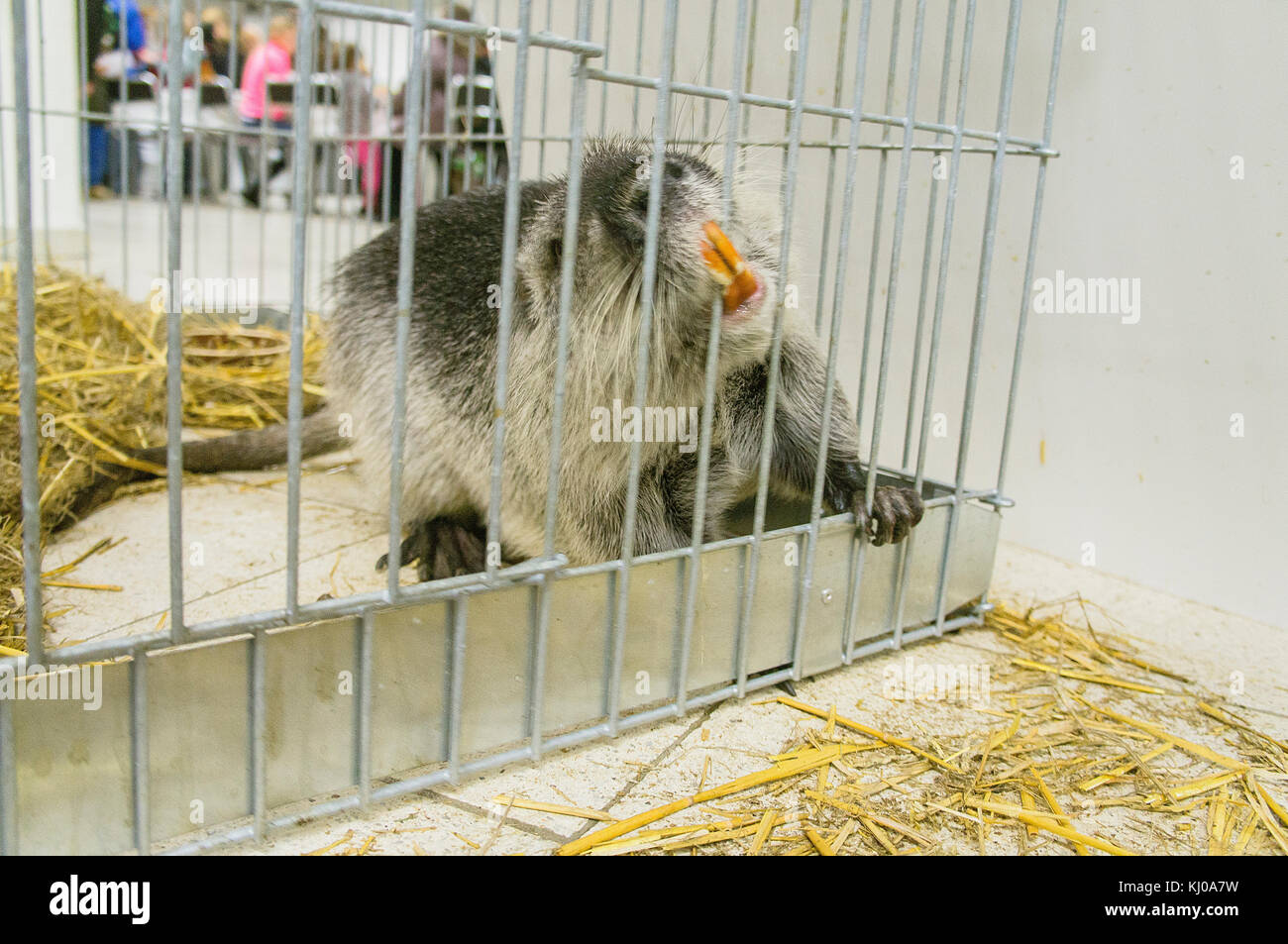 National exhibition of farming animals Chovatel 2017 (Animal breeding ...
