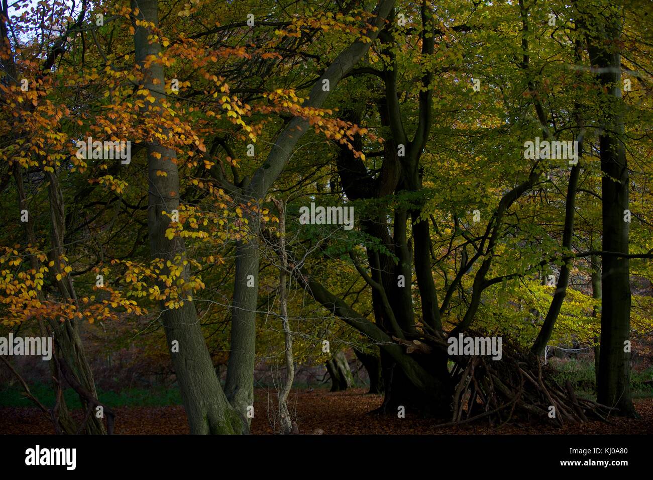 Ashridge park woods hi-res stock photography and images - Alamy
